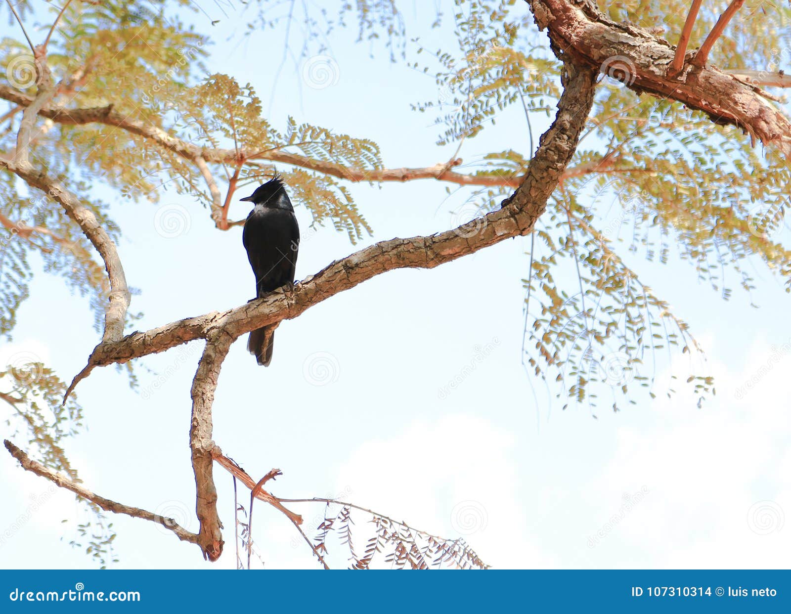 Black bird in a branch stock photo. Image of midday - 107310314