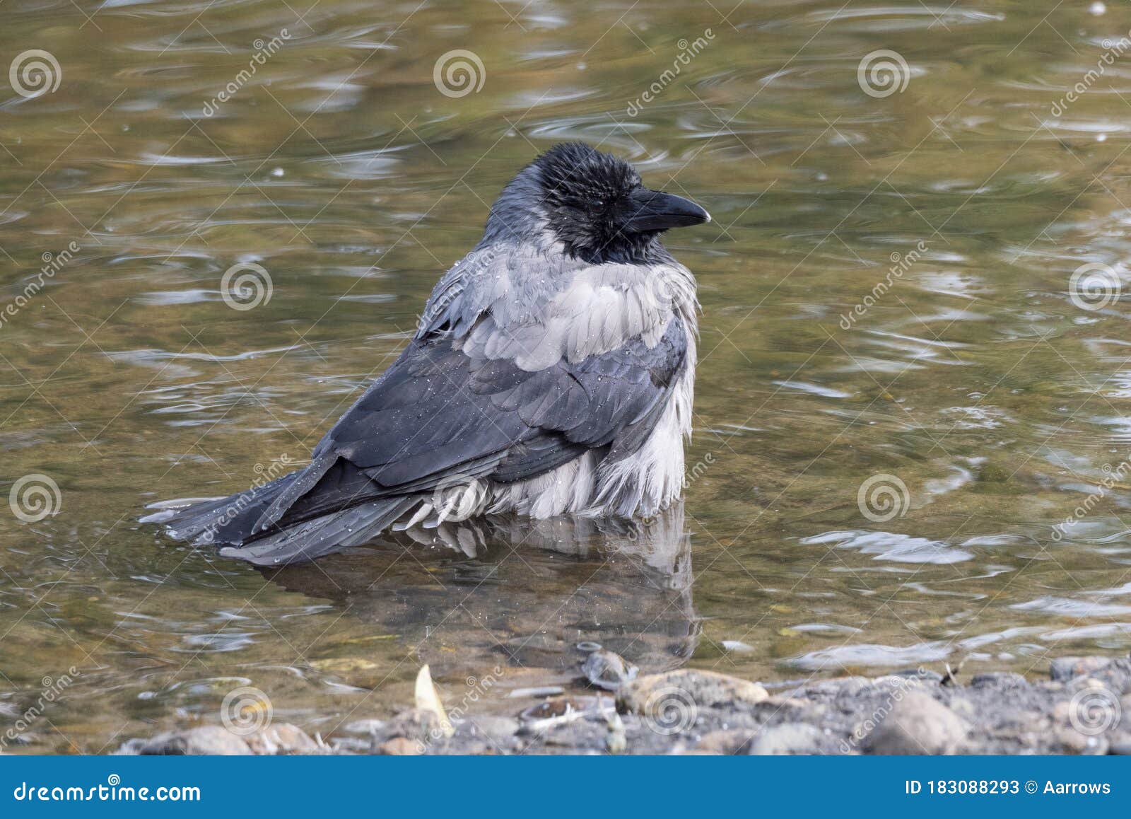 Crow Bathing Swimming Pool Stock Photos - Free & Royalty-Free Stock ...