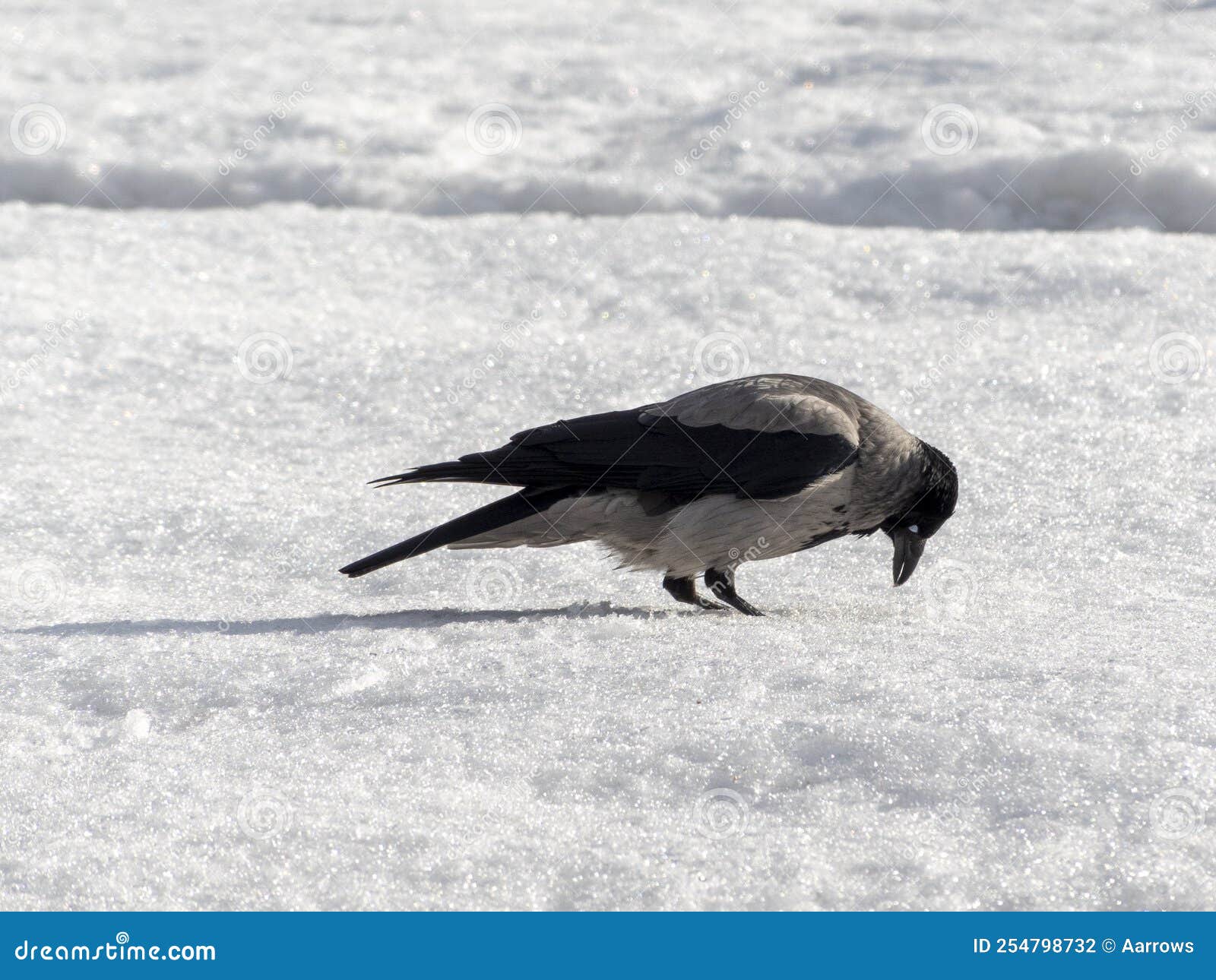 Black Bird Crow Bathing in the Lake Stock Photo - Image of lake, river ...