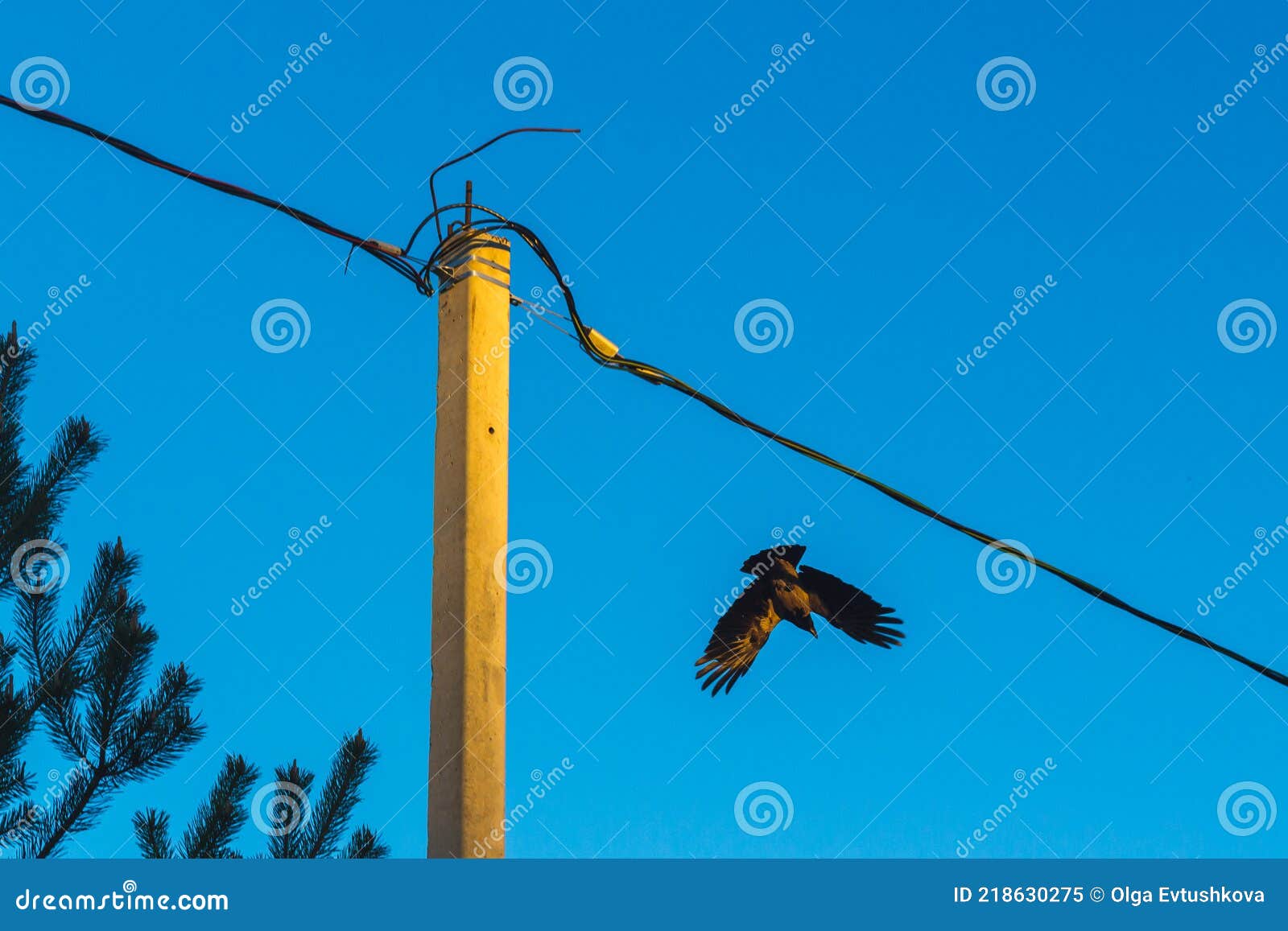 The Black Bird Crow Flew Off the Electric Pole into the Blue Sky and ...