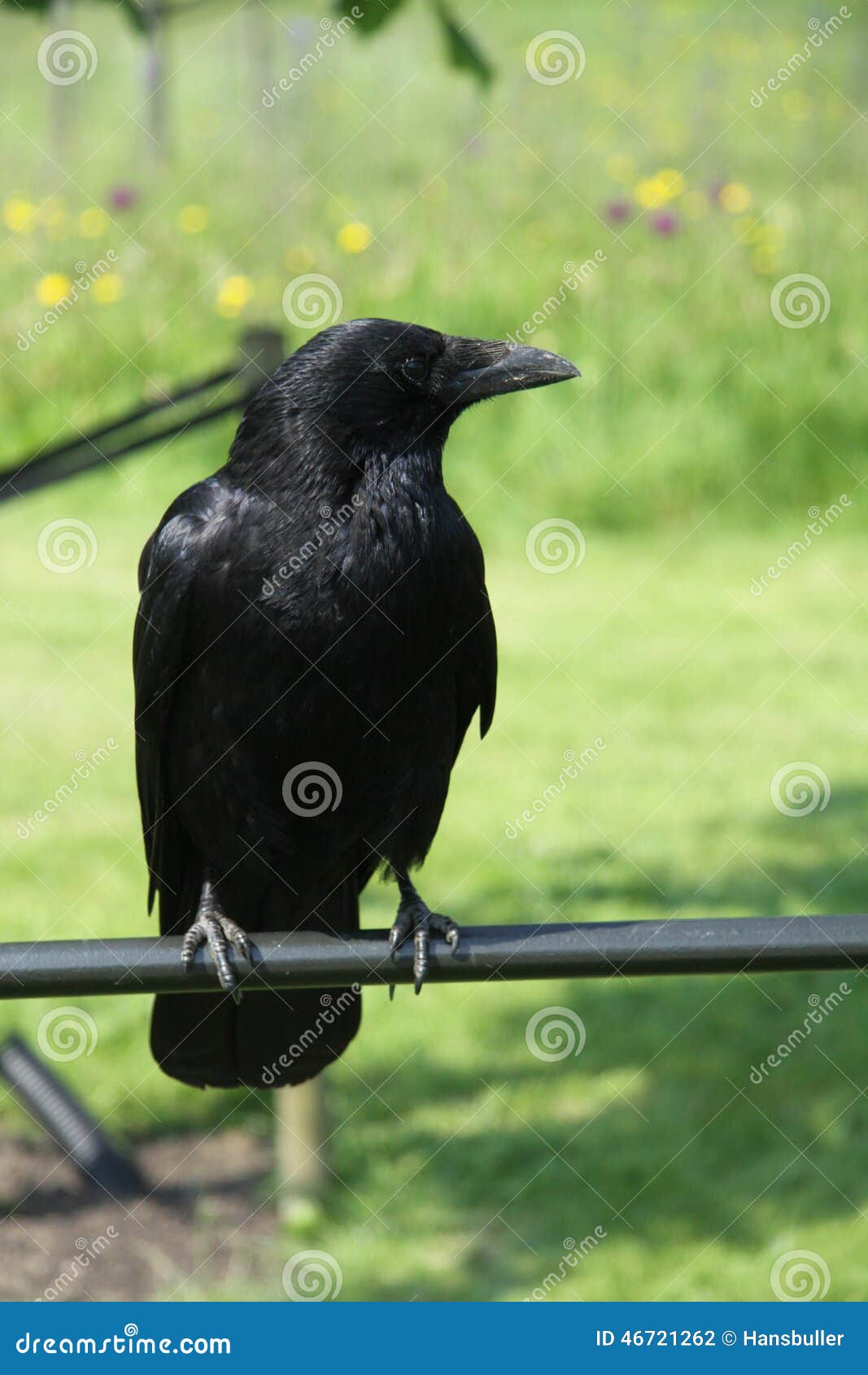 Black Crow stock photo. Image of individual, hooded, learned - 46721262