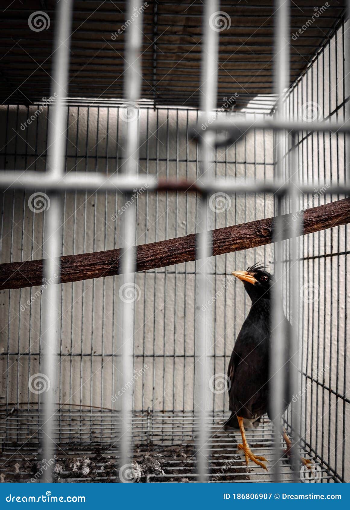 Black Bird in the Dark Cage Stock Image - Image of cage, beak: 186806907