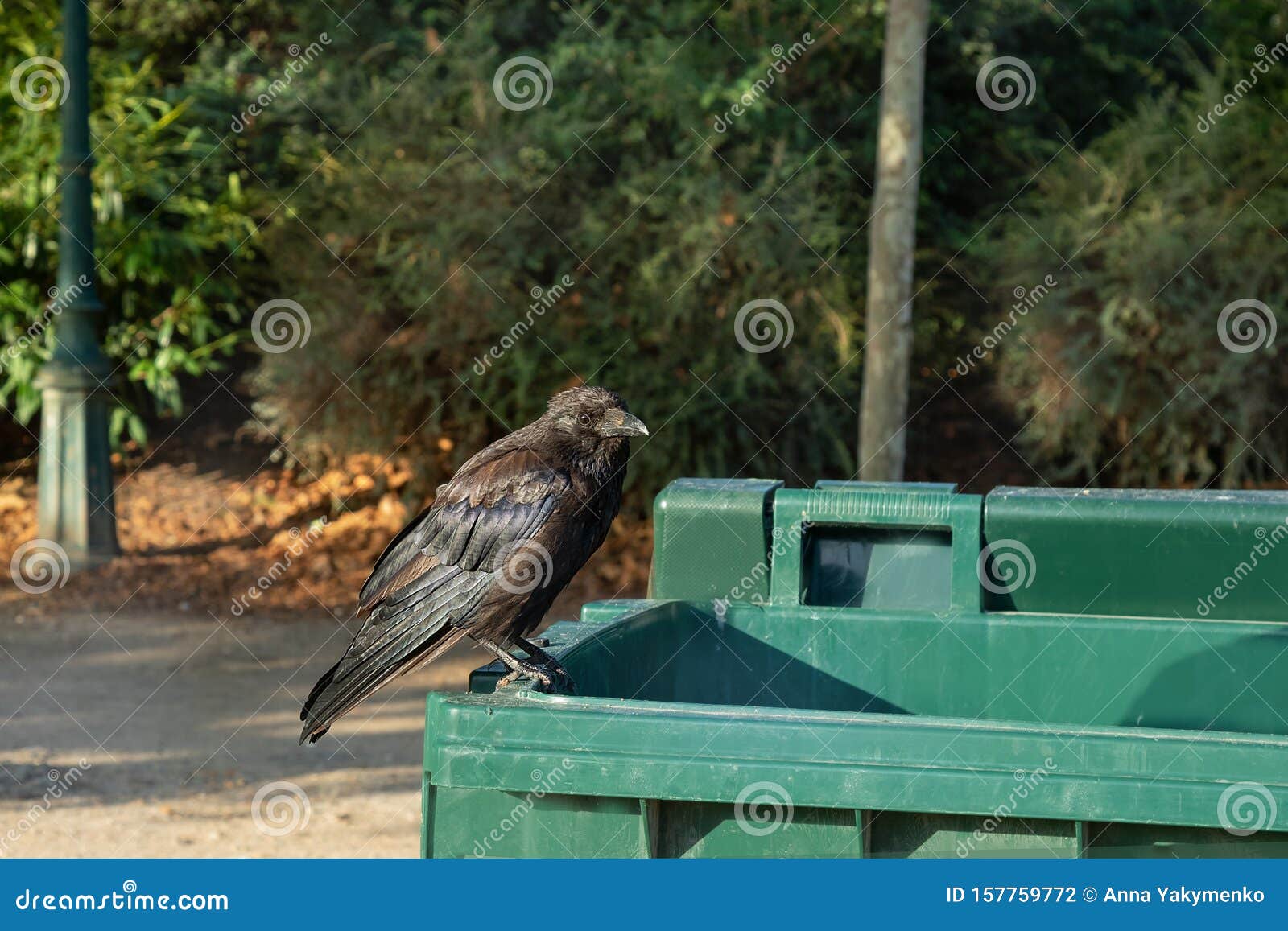 Black Bird at the Edge of a Green Trash Can, Portrait of a Crow Stock ...