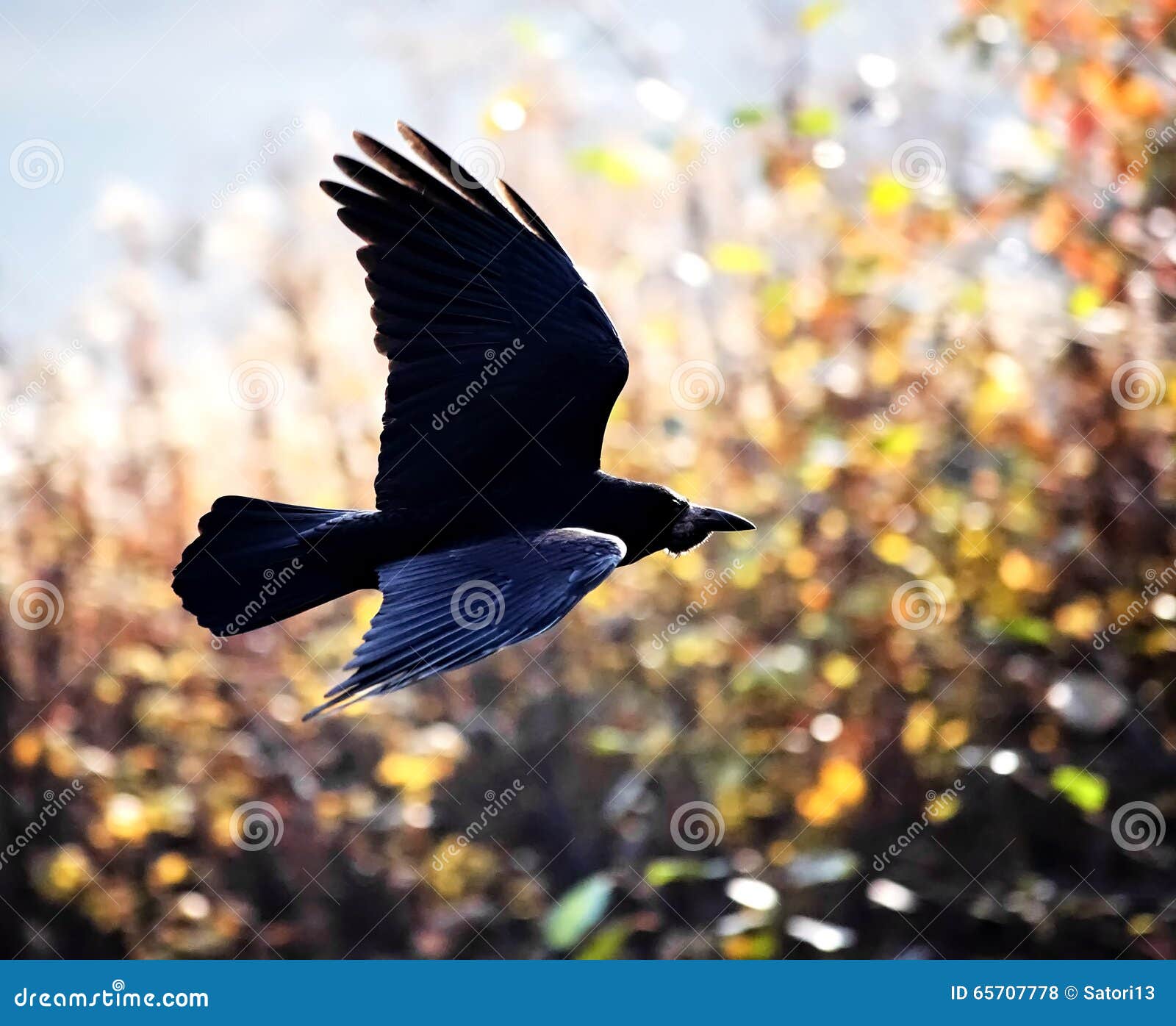 Black bird in flight stock photo. Image of elegance, raven - 65707778