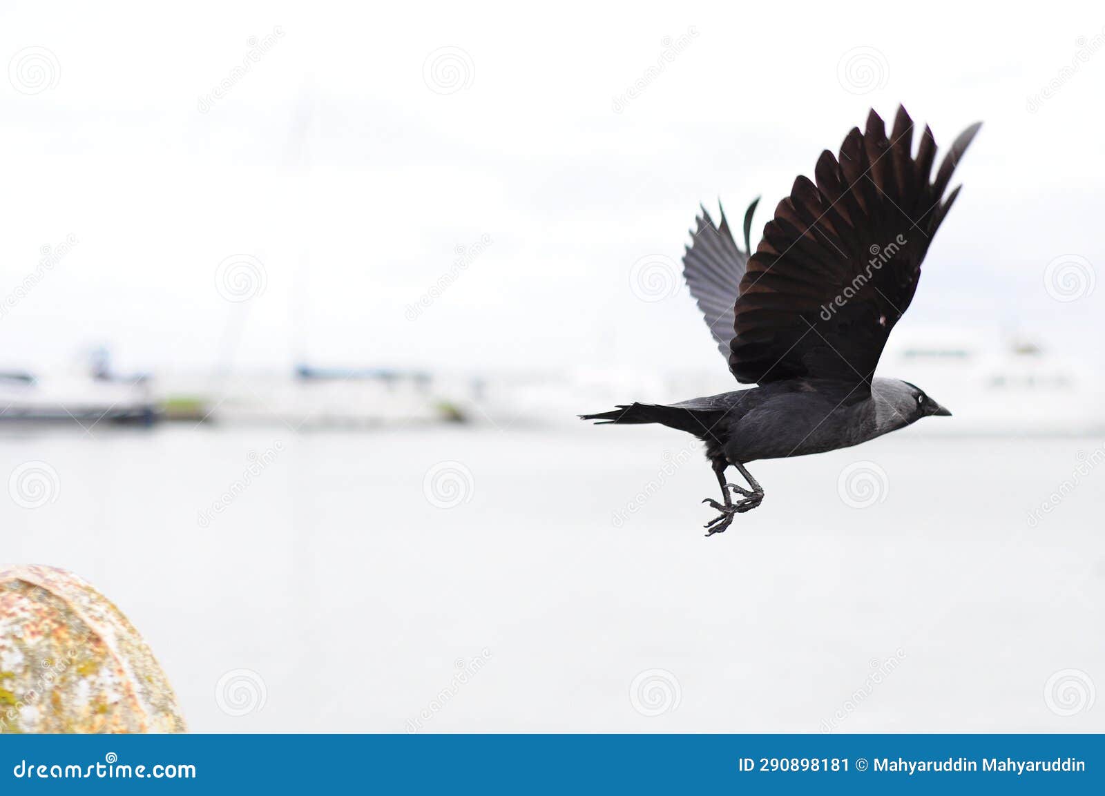 Black Bird Fly Away at the Beach Stock Image - Image of black, wing ...