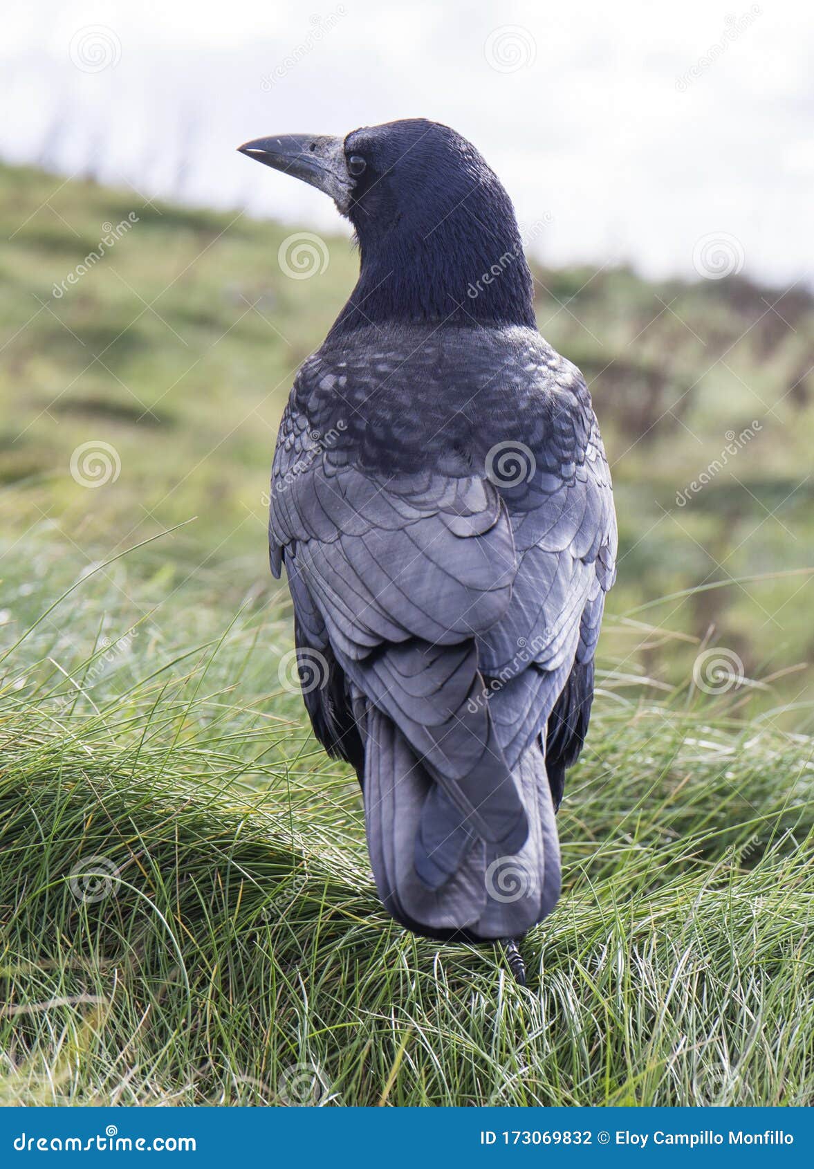 Crow Turning Its Back on the Camera Stock Photo - Image of camera ...