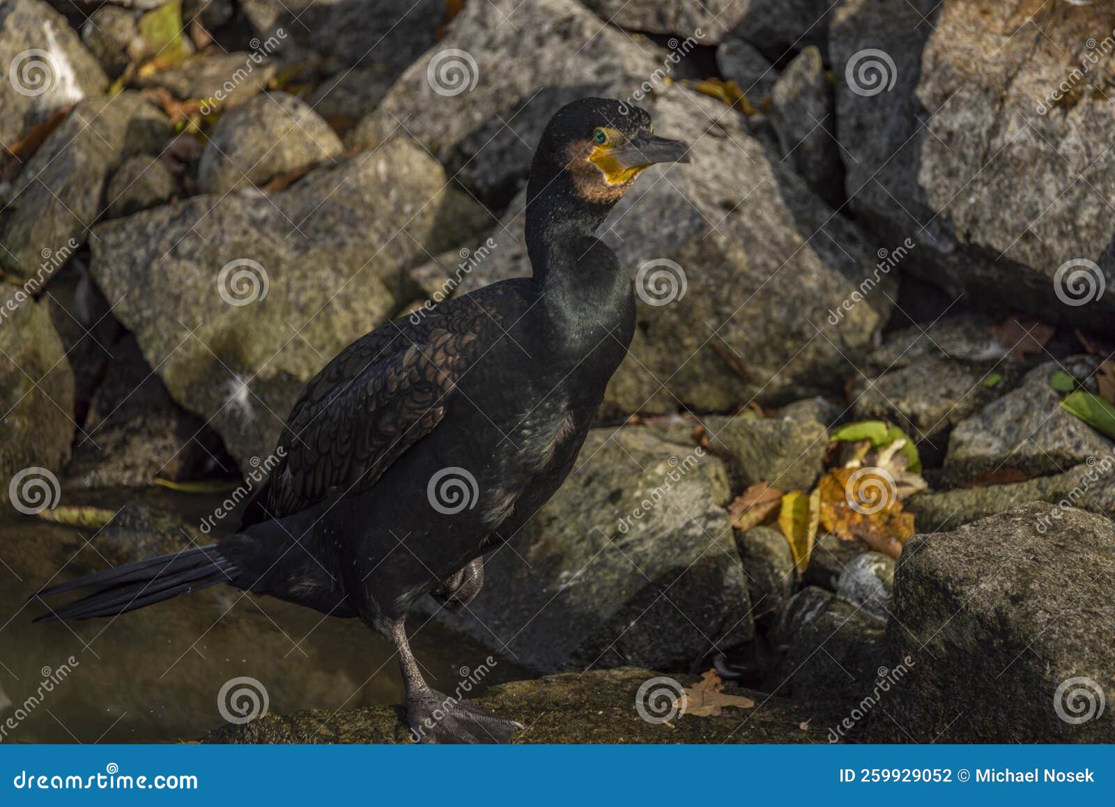 Black Bird Head with Long Beak in Sunny Autumn Evening Stock Photo ...