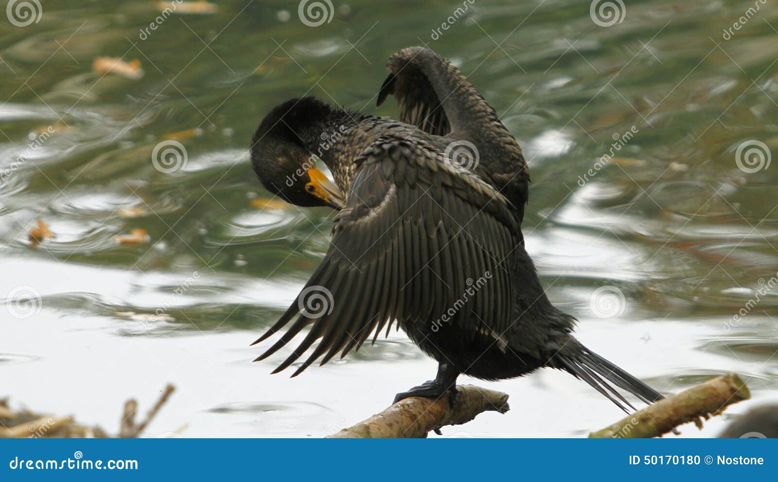Black bird stock photo. Image of itchy, wings, body, black - 50170180