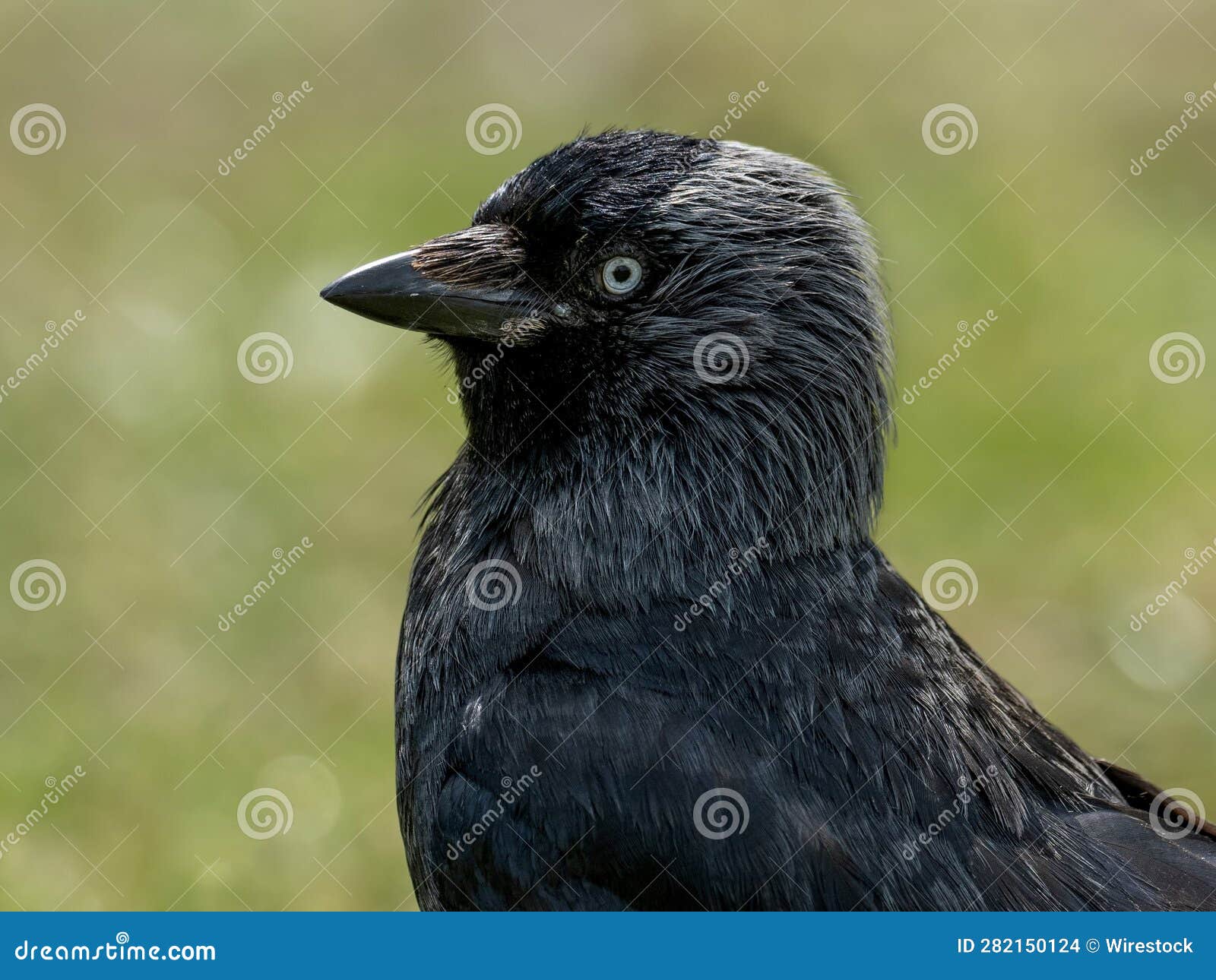 A Black Bird with Long Neck and Very Long Beak Standing in the Grass ...