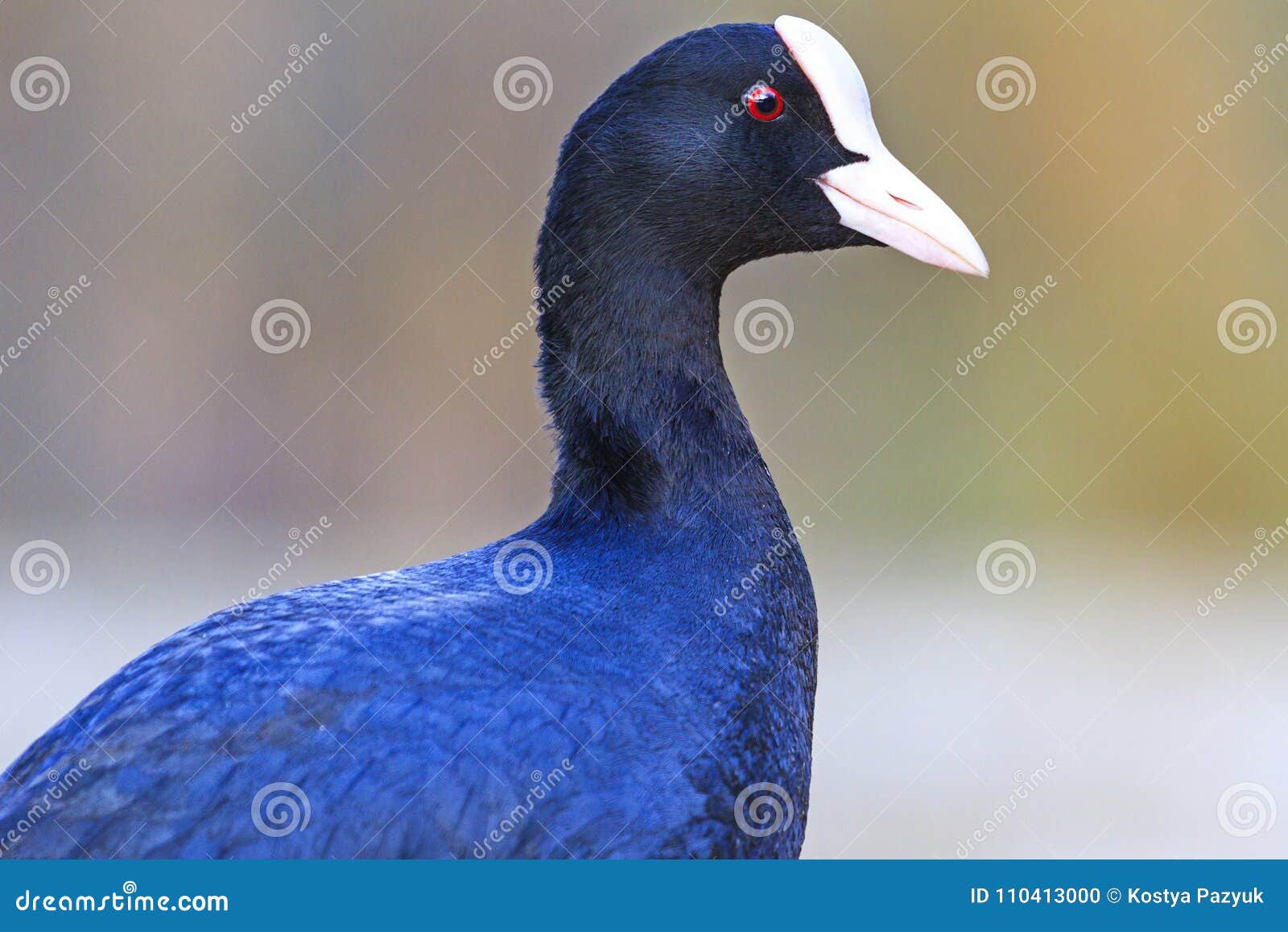 Black Bird with Metallic Glare on the Feathers Stock Photo - Image of ...