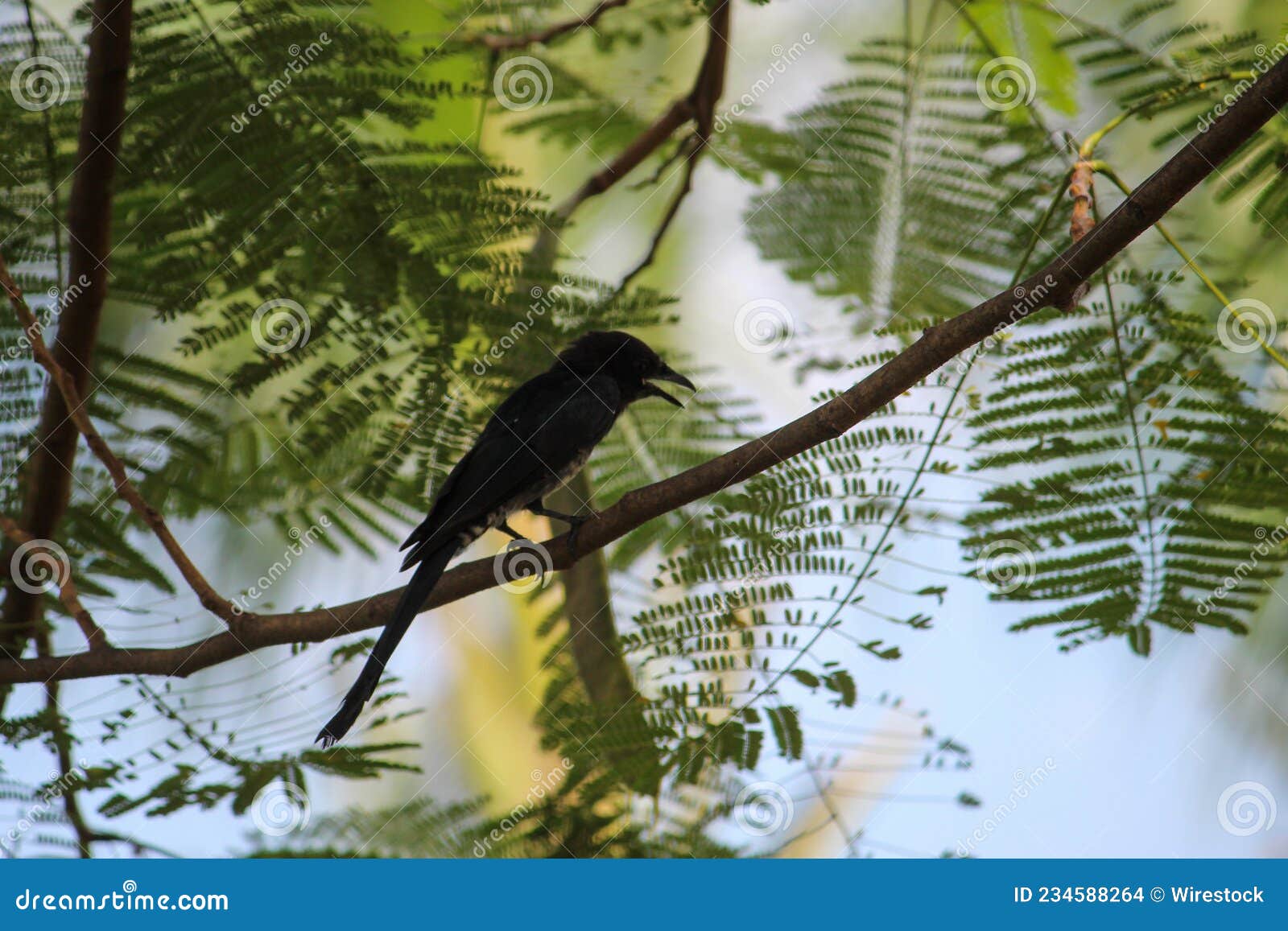 Black Bird Perch on a Tree Branch with Leaves Stock Photo - Image of ...