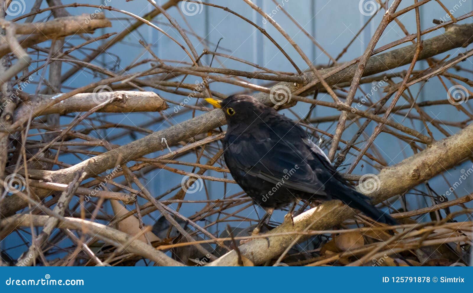 Black Bird Perched on a Branch Stock Photo - Image of black, wildlife ...