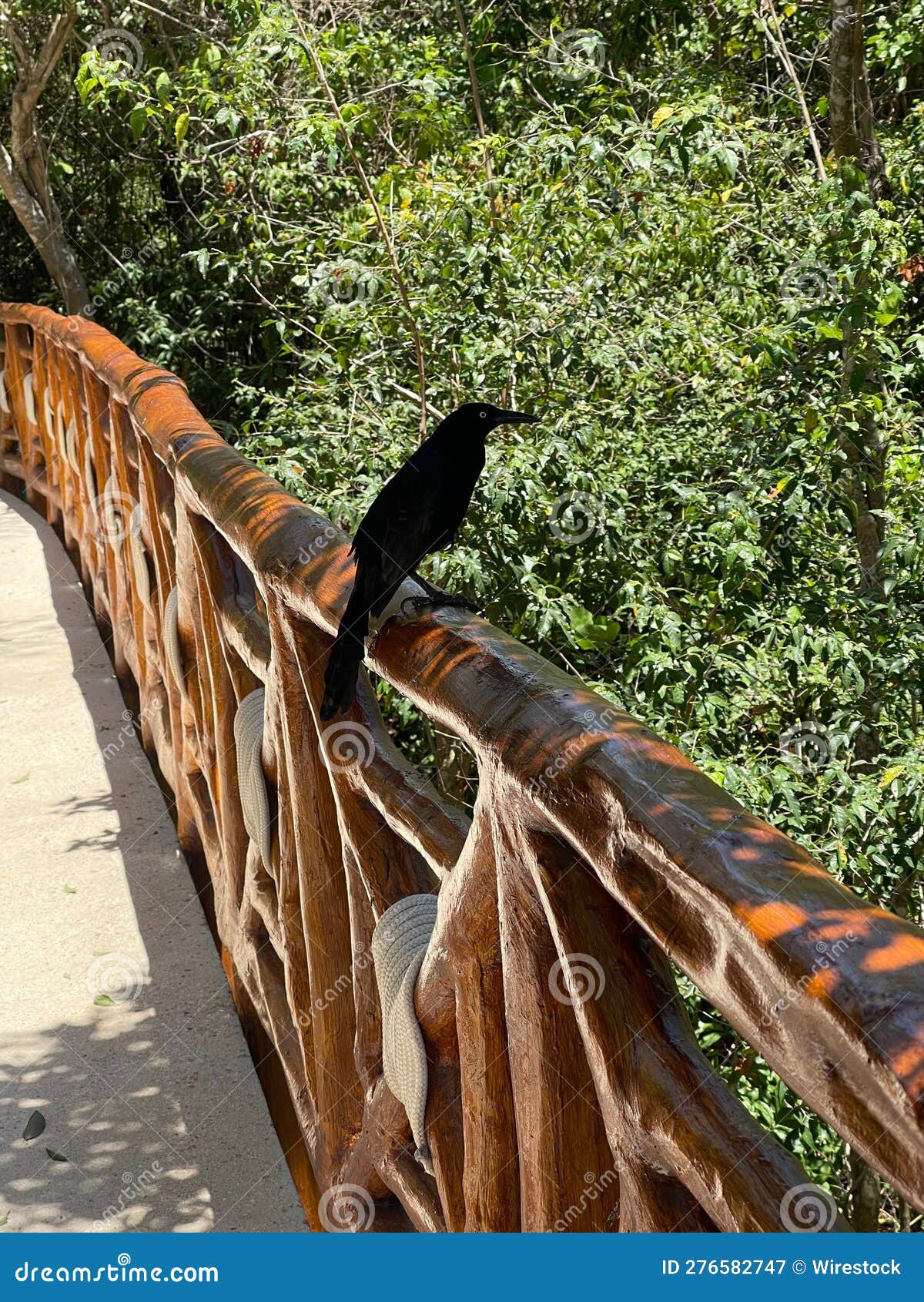 Black Bird Perched on a Railing in a Zoo Setting, Looking Out into the ...