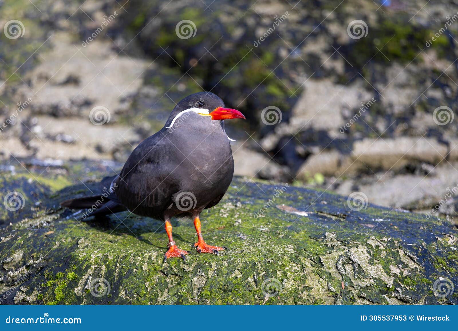 Black Bird Perched on Rocks at Sunny Beach Stock Image - Image of wild ...