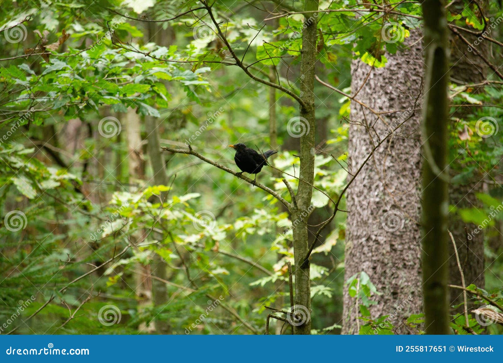 Black Bird Perched on a Tree Branch in the Forest. Stock Image - Image ...