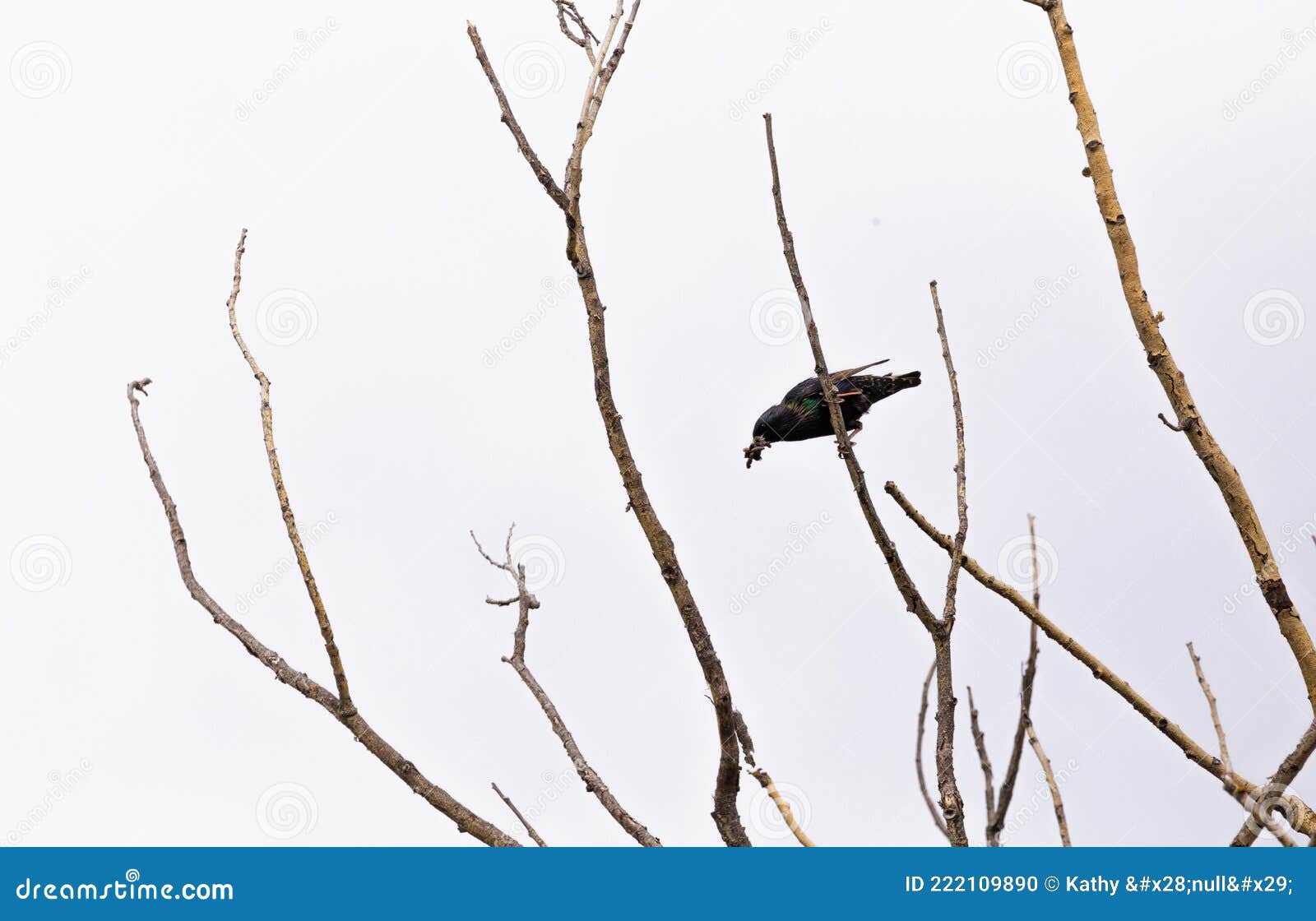 Black Bird Perched in Tree Branch Stock Photo - Image of hungry ...