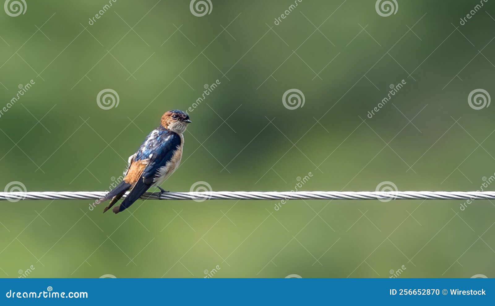Black Bird Perching on a Wire Stock Photo - Image of habitat, birds ...