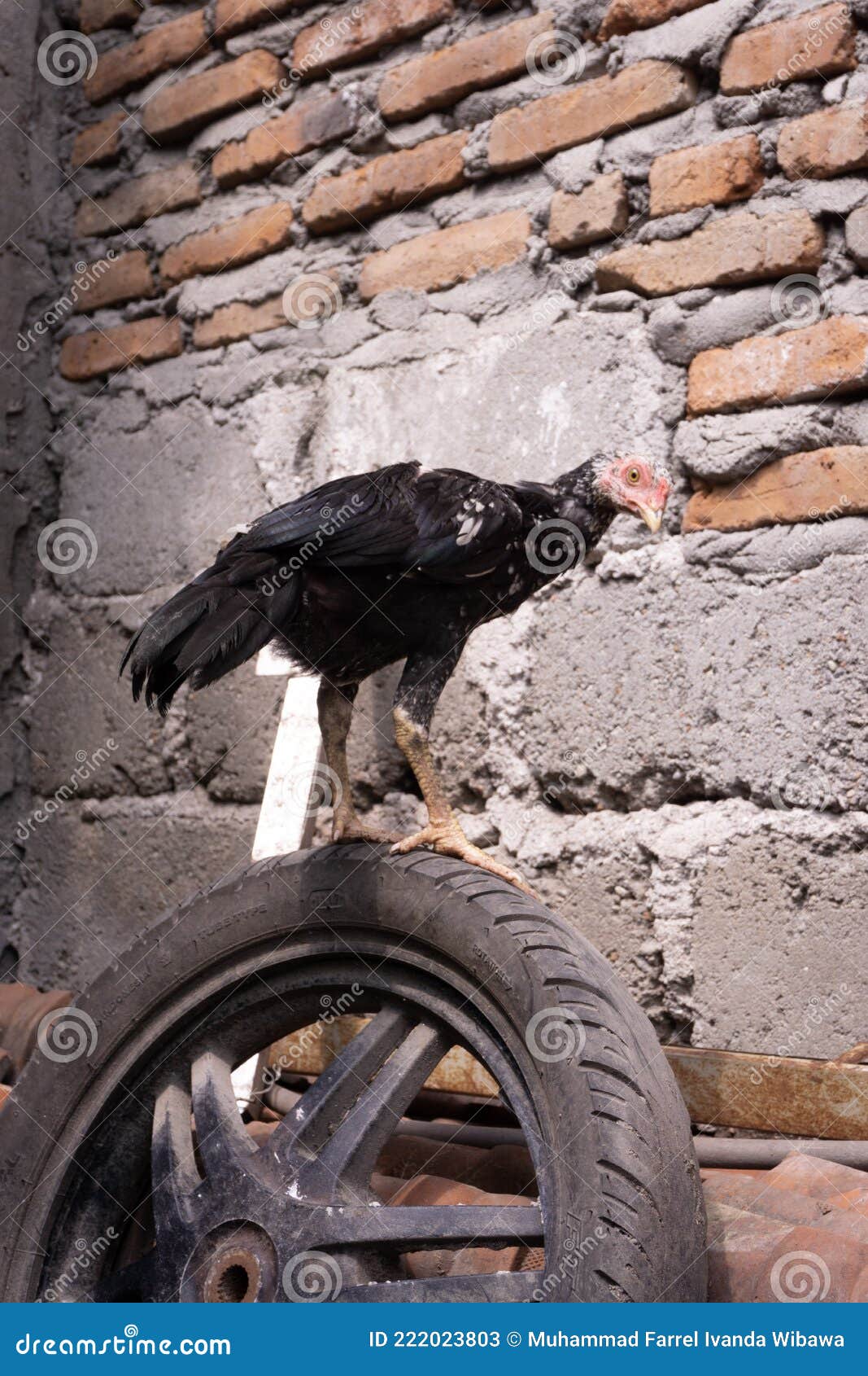 A Black Bird is Posing for the Camera on a Motorcycle Wheel. Stock ...