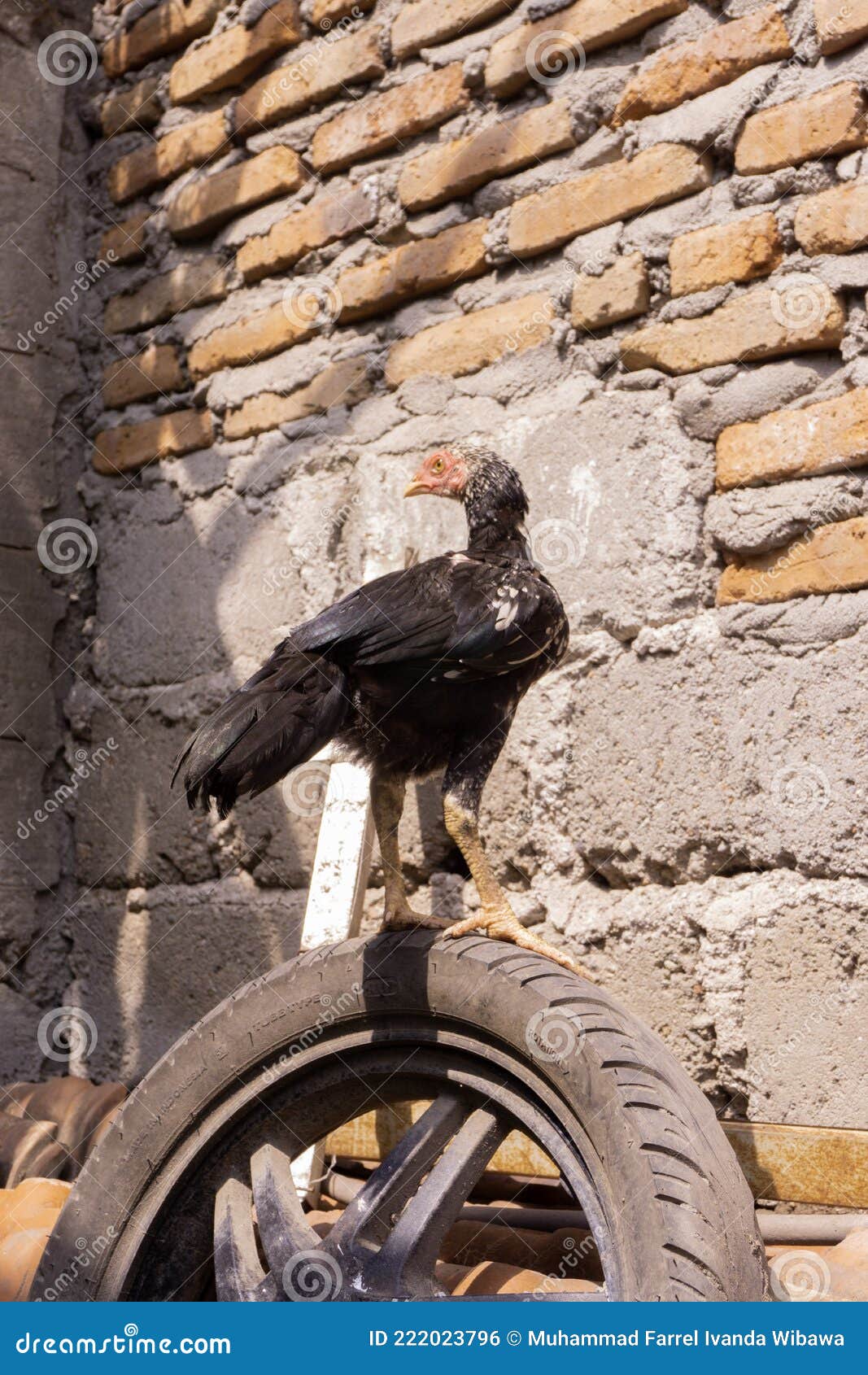 A Black Bird is Posing Masculine on a Motorcycle Wheel. Stock Photo ...