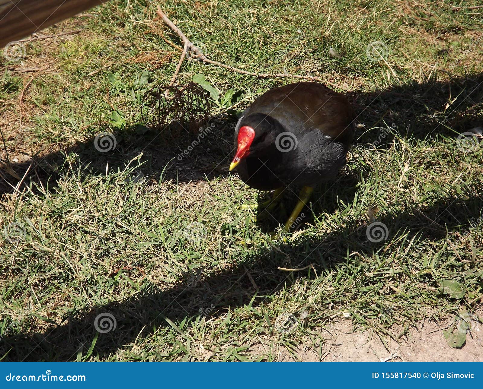Bird Red Beak Stock Photos - Download 116,455 Royalty Free Photos