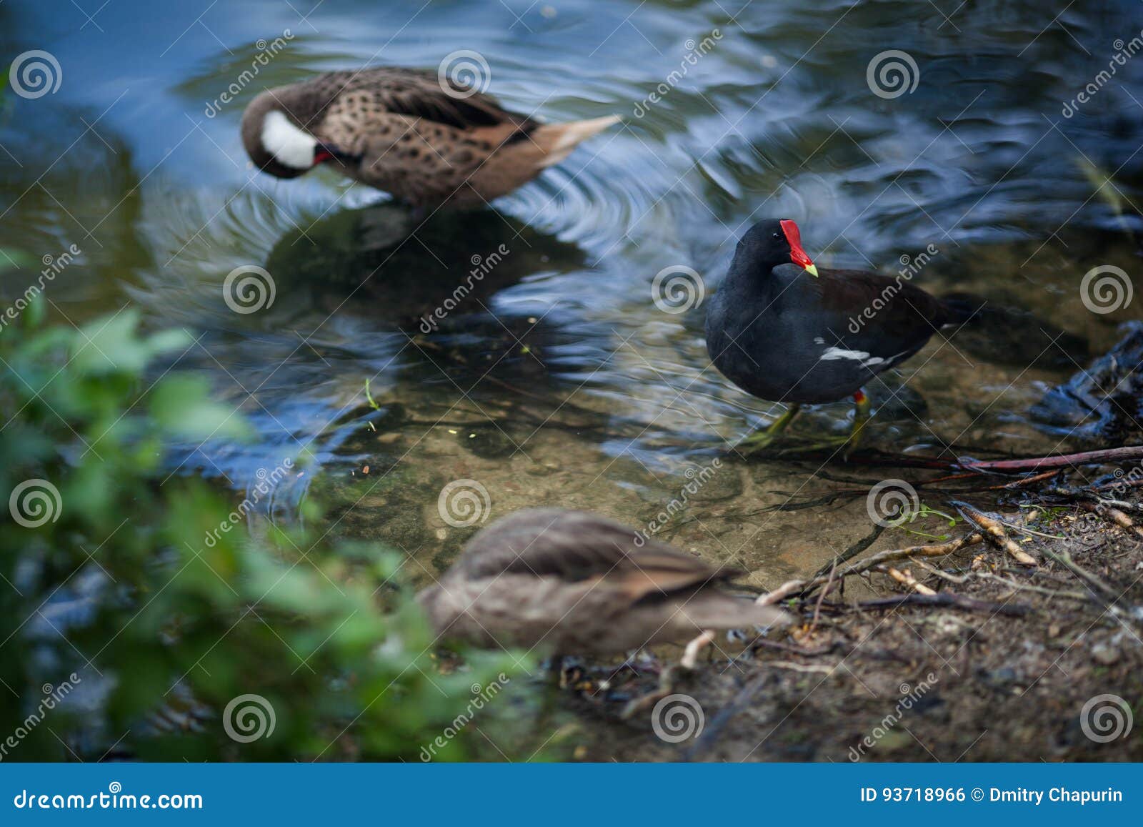 Black Bird with a Red Beak Walks in the Park Stock Photo - Image of ...