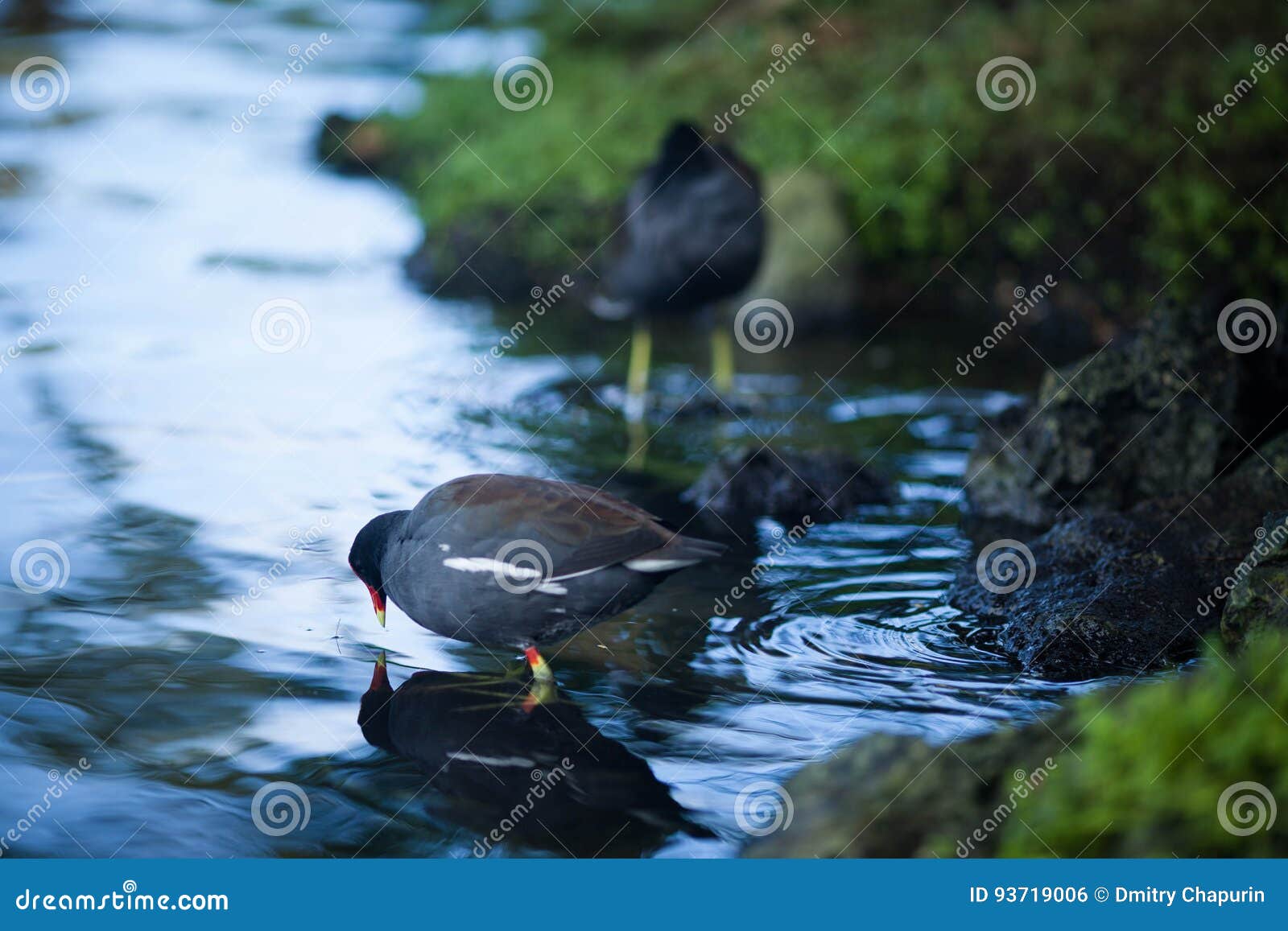 Black Bird with a Red Beak Walks in the Park Stock Photo - Image of ...