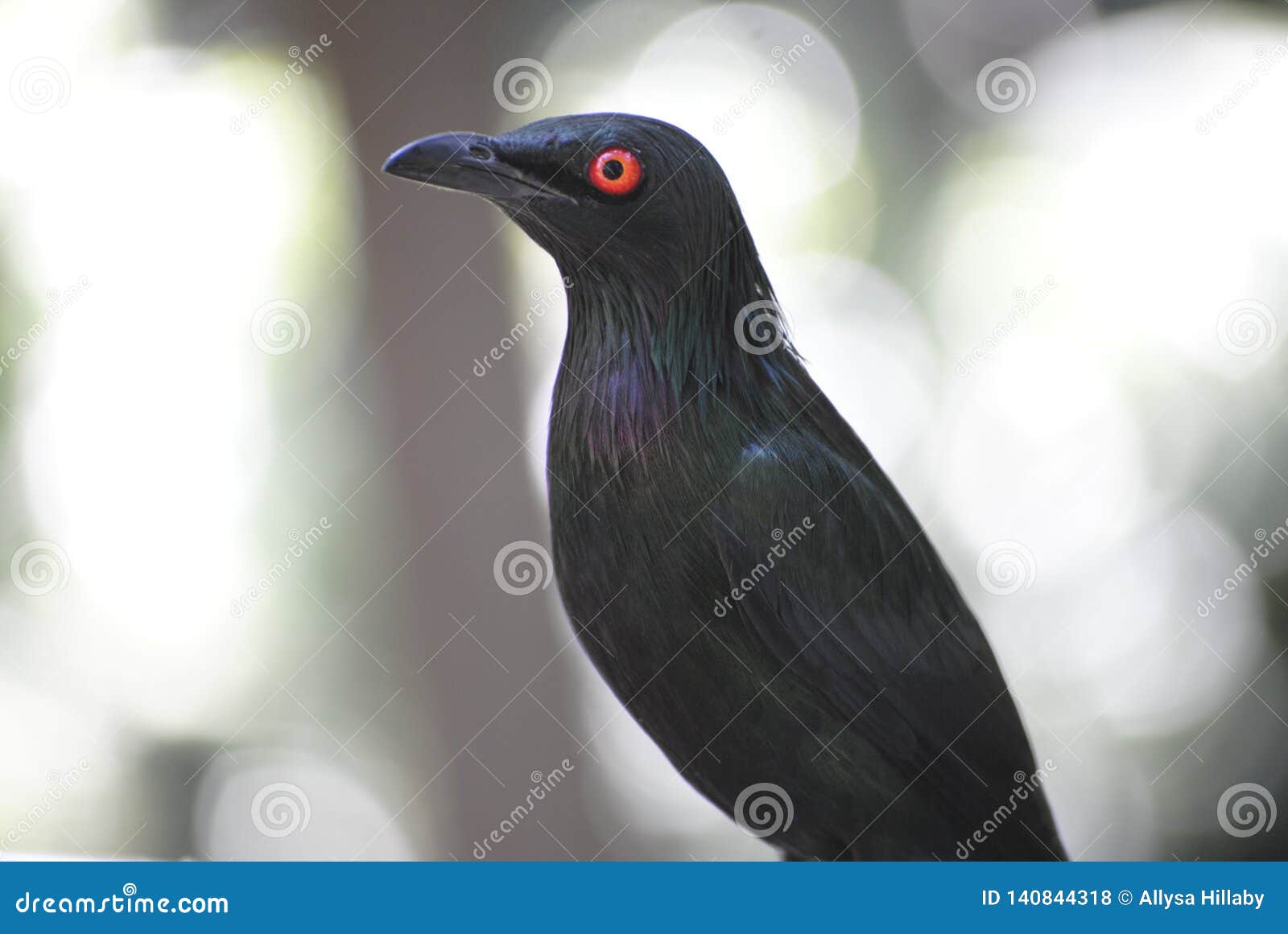 Black bird red eye stock photo. Image of posing, imagery - 140844318
