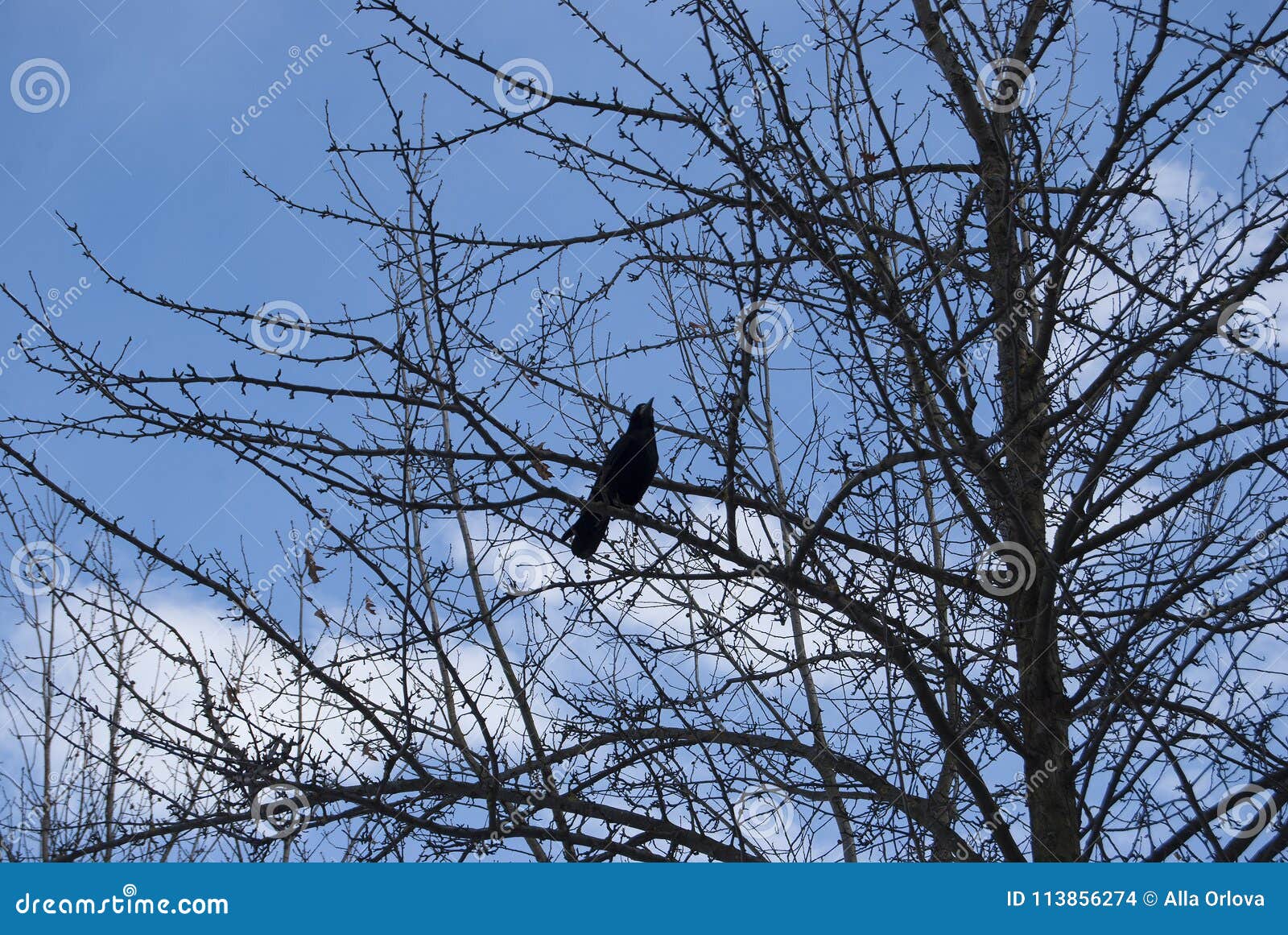 A Black Bird Rook Sits on a Tree Branch. Stock Photo - Image of ...