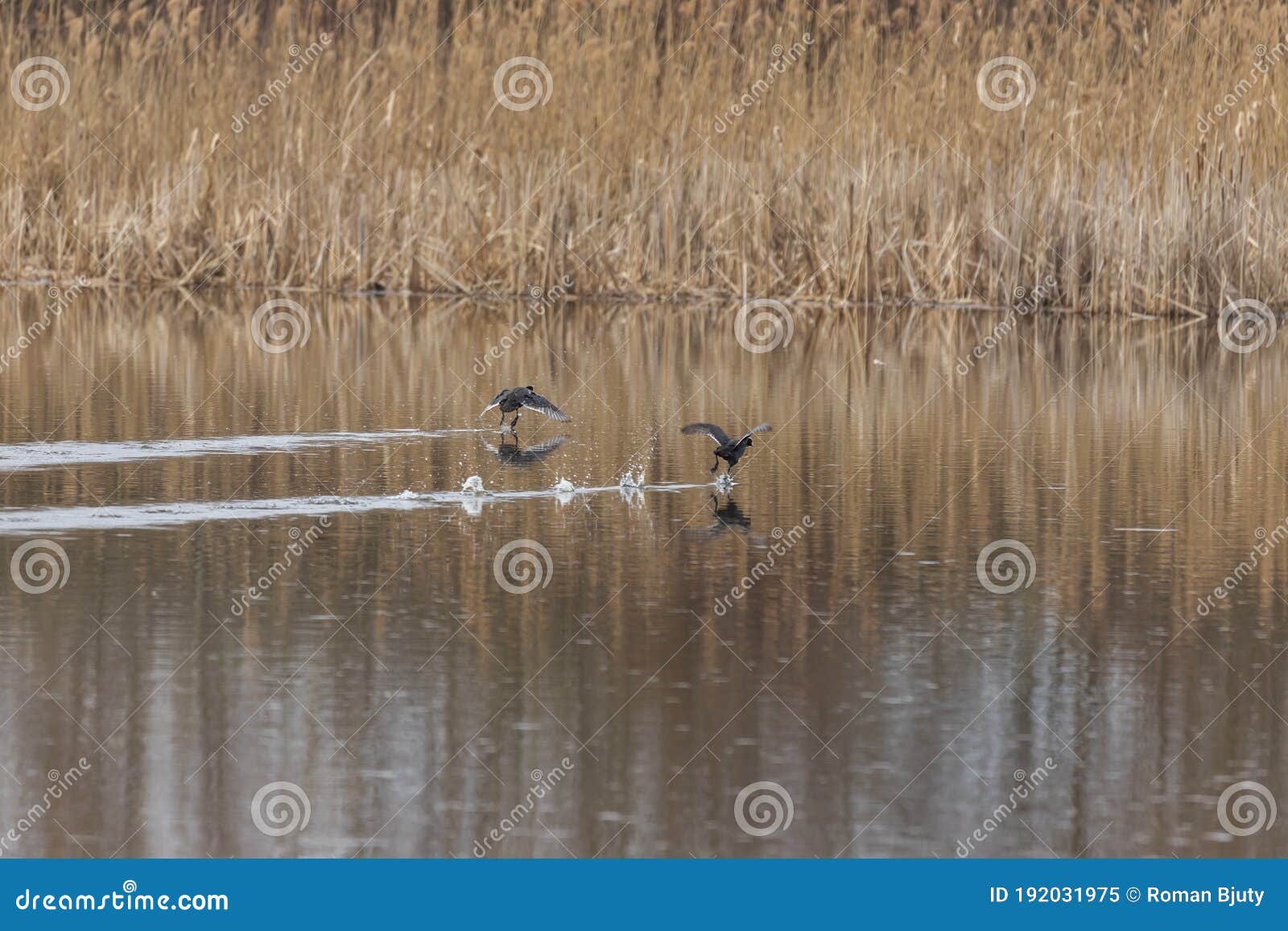 A Black Bird Runs Across the Surface of the Pond Stock Image - Image of ...