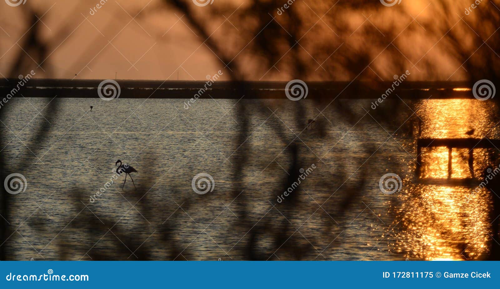 Black Bird Silhouette in Reverse Light at Sunset Sunset with Herons ...