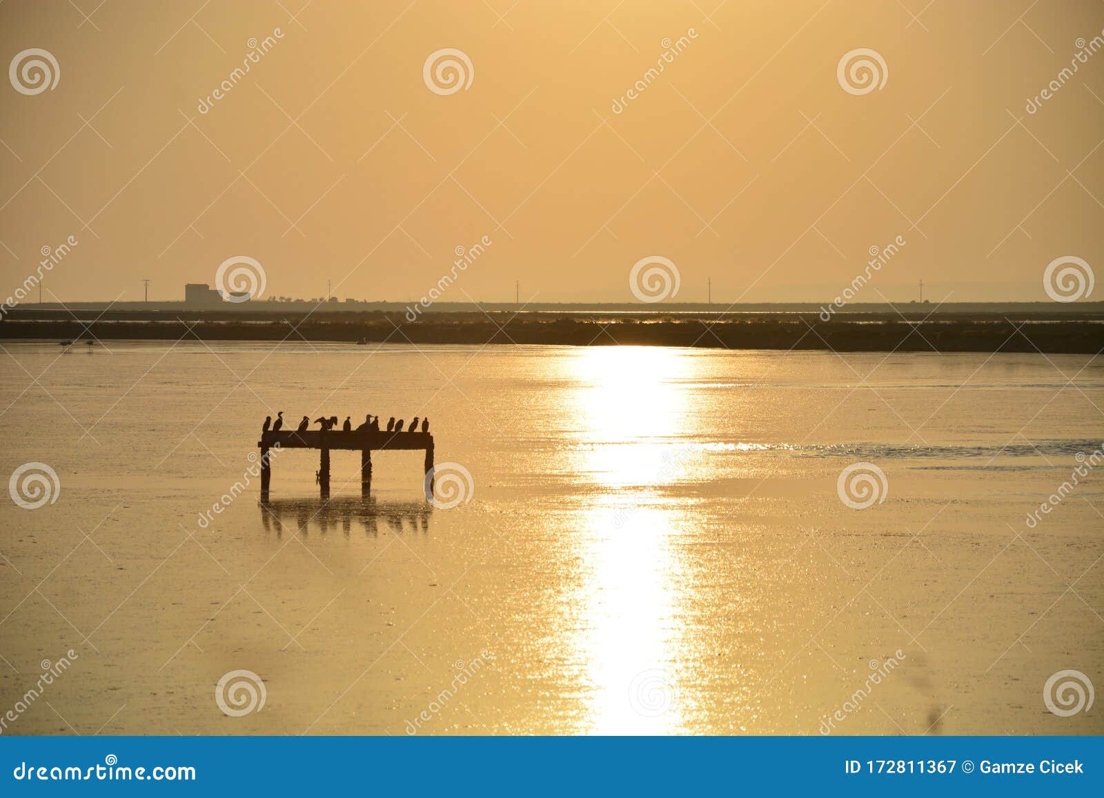 Black Bird Silhouette in Reverse Light at Sunset Sunset with Herons ...
