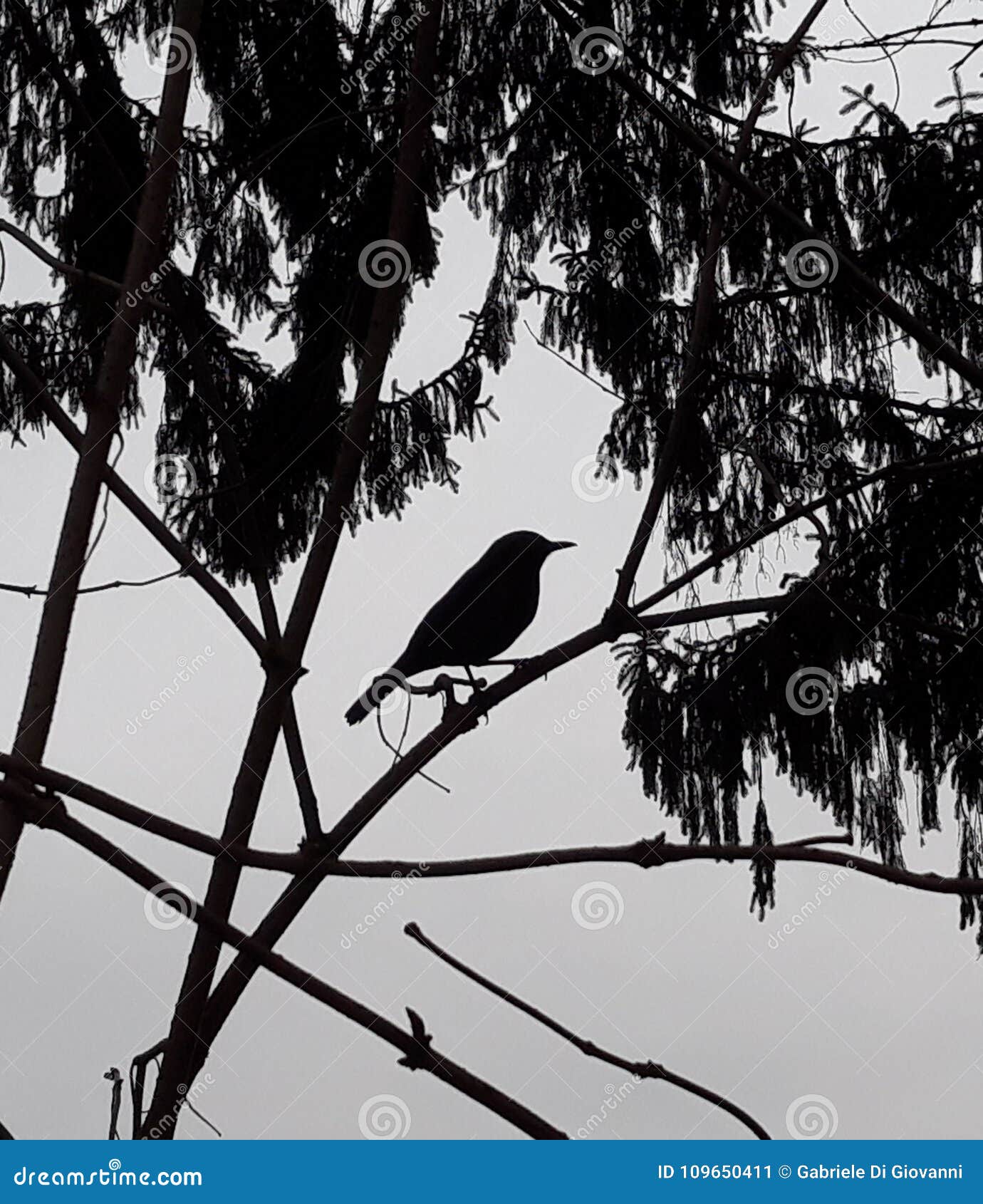 Black bird silhouette stock image. Image of wings, tree - 109650411
