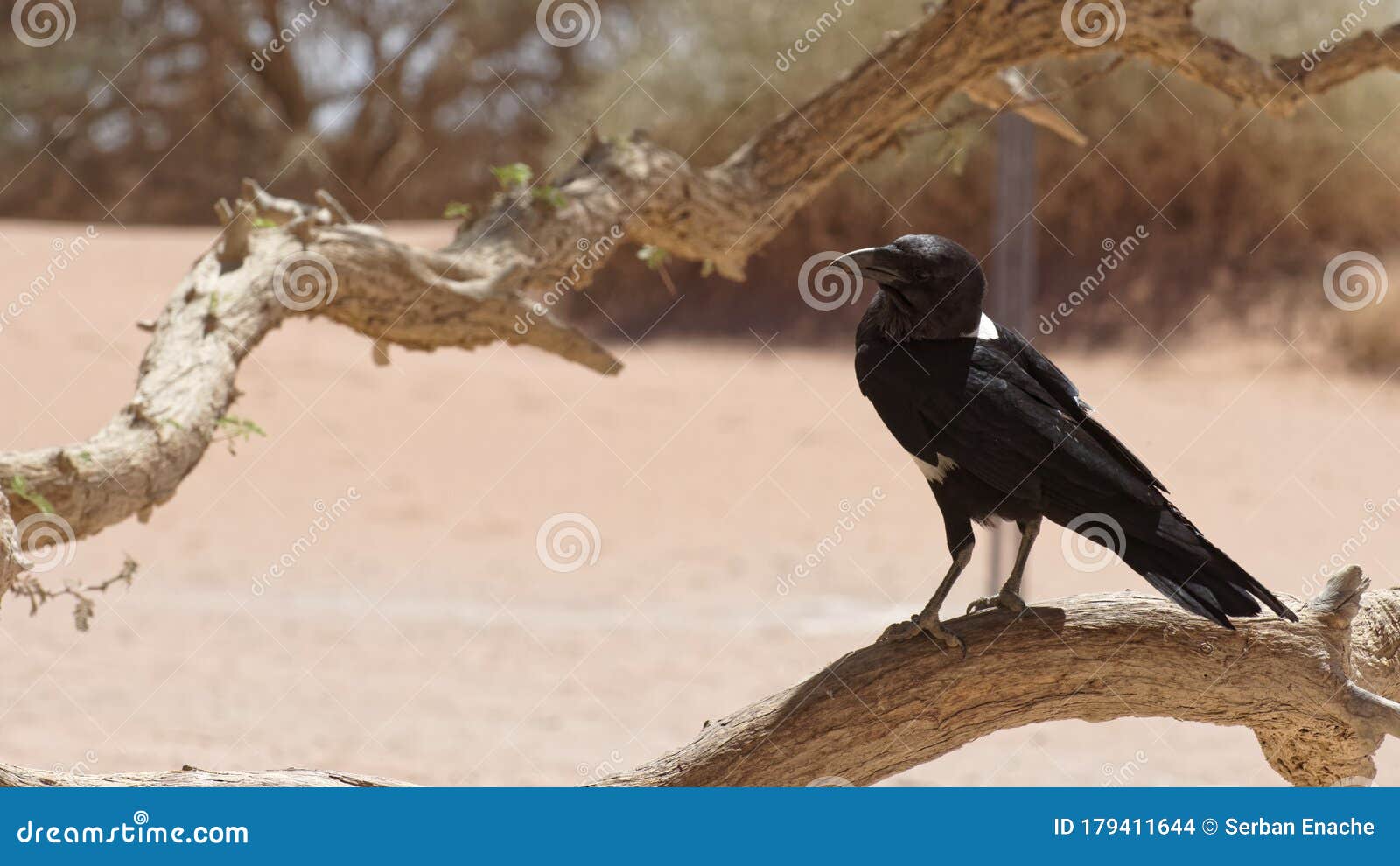 Desert Bird stock photo. Image of desert, feathered - 179411644