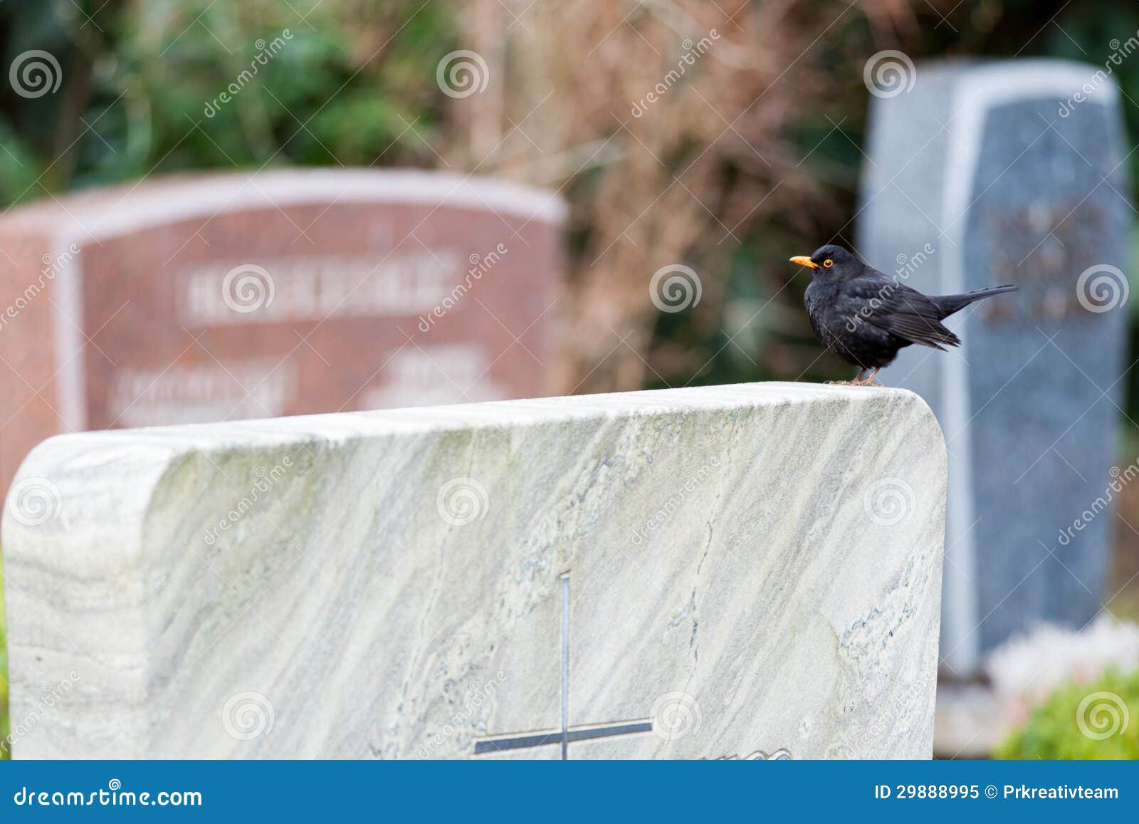 Bird on a grave stone stock image. Image of lonely, light - 29888995