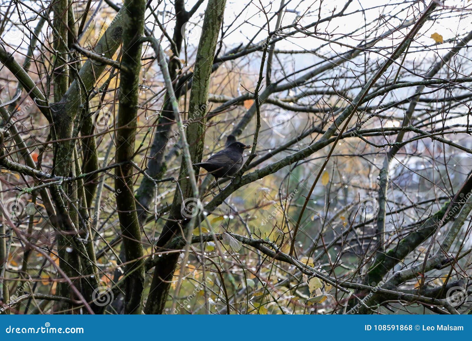 A black bird stock photo. Image of green, woodland, beauty - 108591868