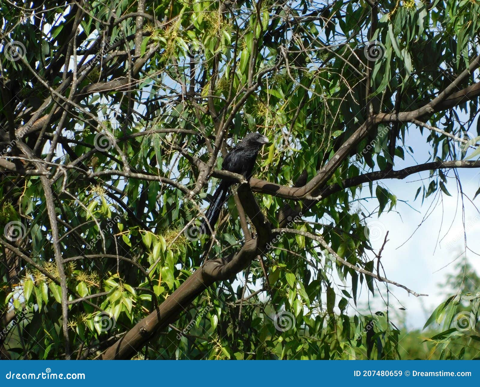 Black bird on a tree stock image. Image of forest, branch - 207480659