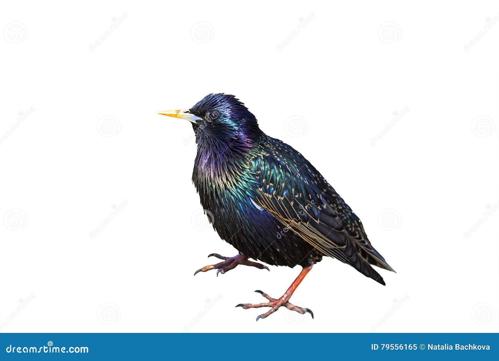 Black Bird Starling Spring Standing on White Isolated Background Stock ...