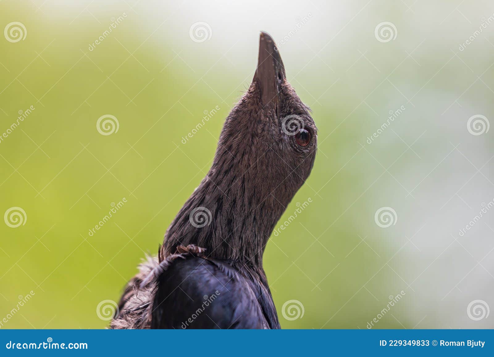 Black Bird with a Stretched Neck on a Green Background Stock Image ...