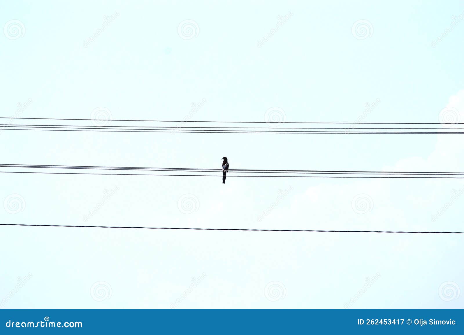 Black bird on a string stock image. Image of animal - 262453417