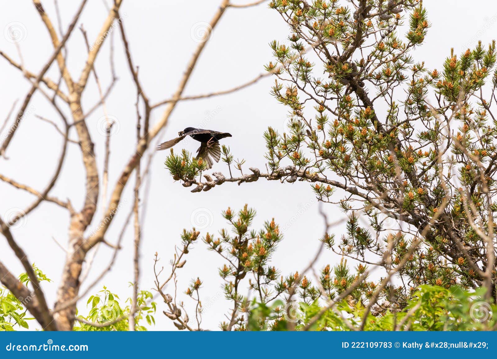 A black bird taking flight stock image. Image of saskatchewan - 222109783