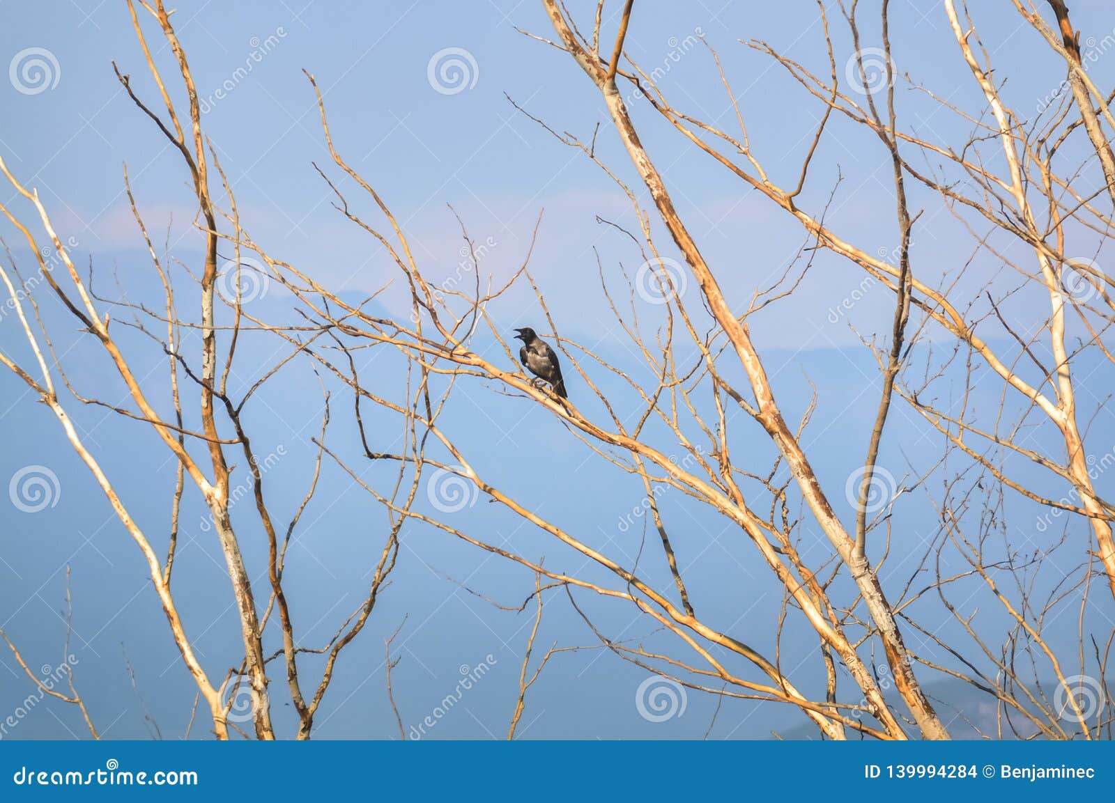Black bird on a tree stock photo. Image of stem, spooky - 139994284