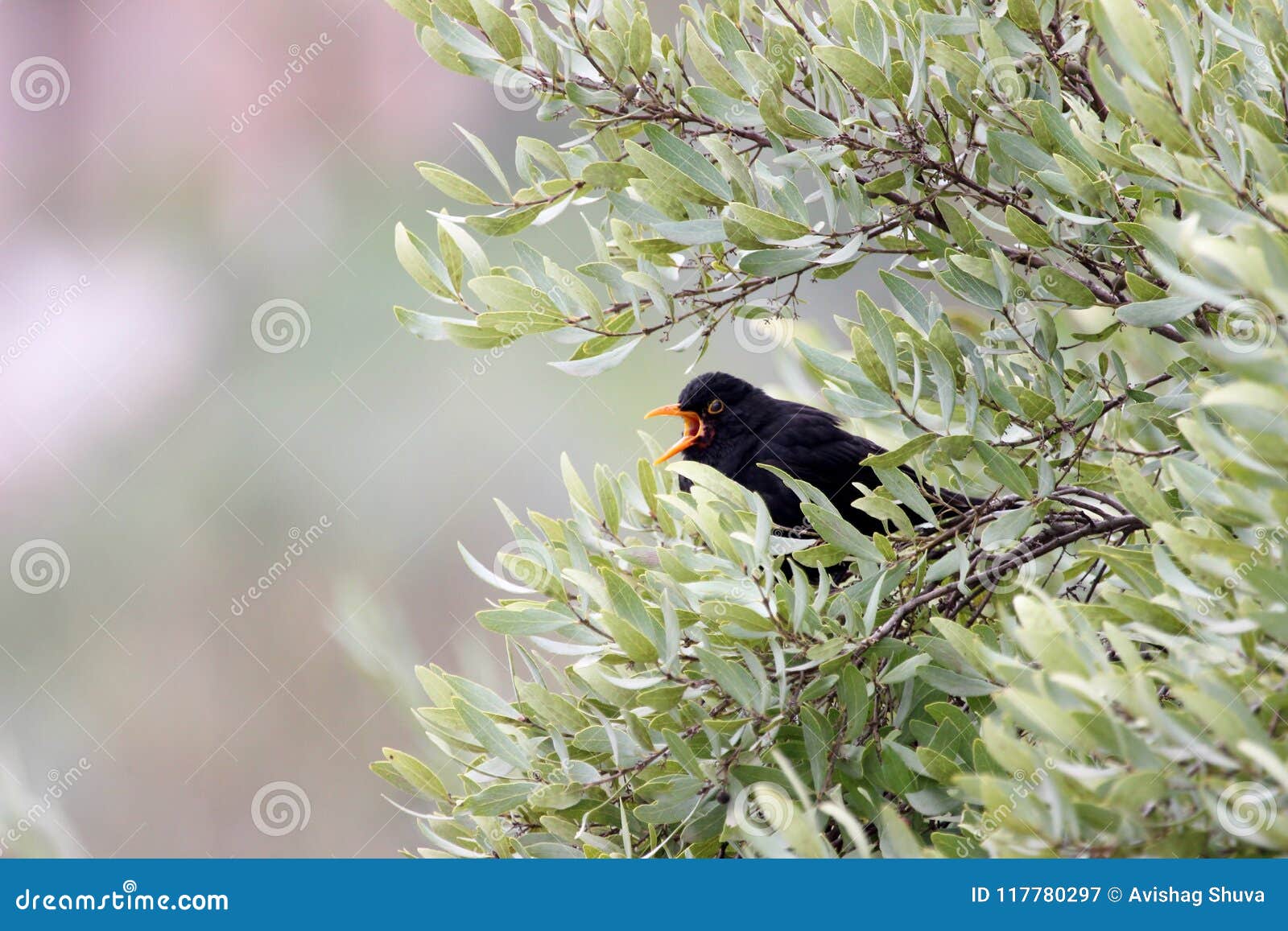 Black bird on a tree stock image. Image of beauty, wildlife - 117780297