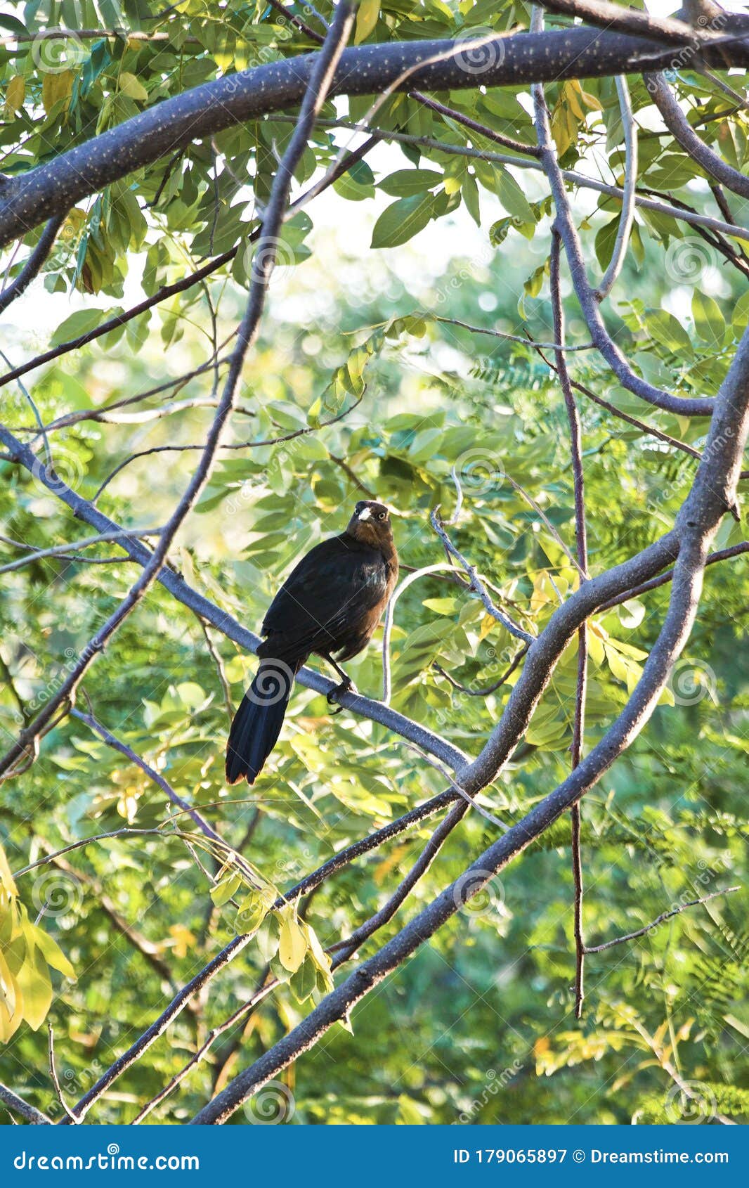 Black Bird in a Tree stock image. Image of green, limb - 179065897