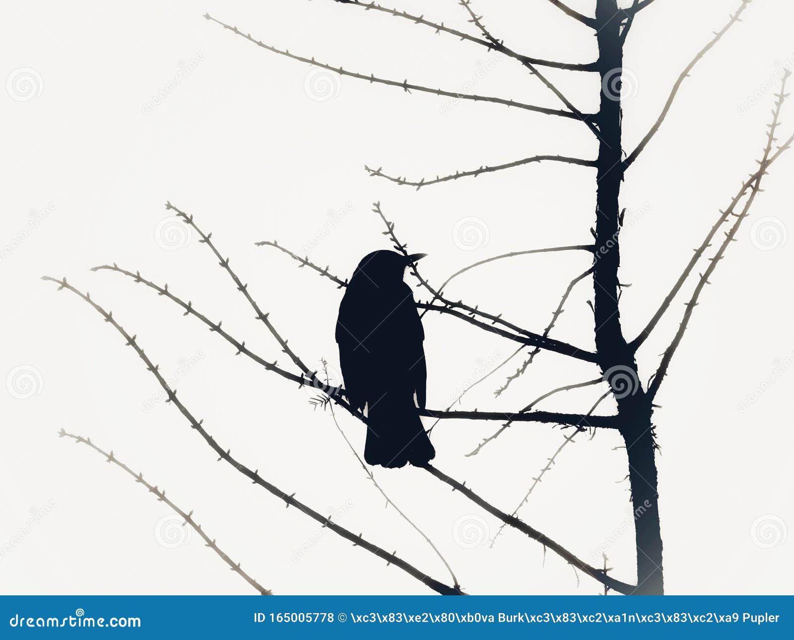 Black bird on the tree stock photo. Image of shadow - 165005778