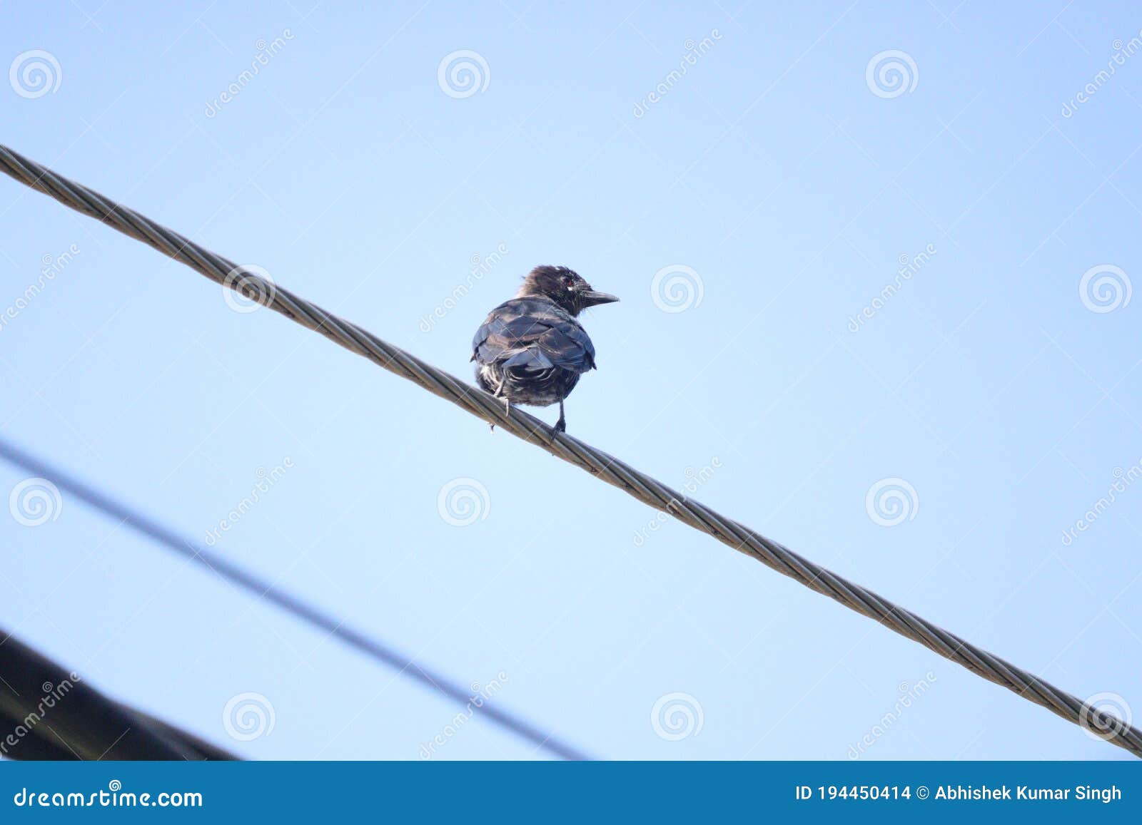A Black Bird Which is Sitting in a Pose. Stock Photo - Image of forest ...