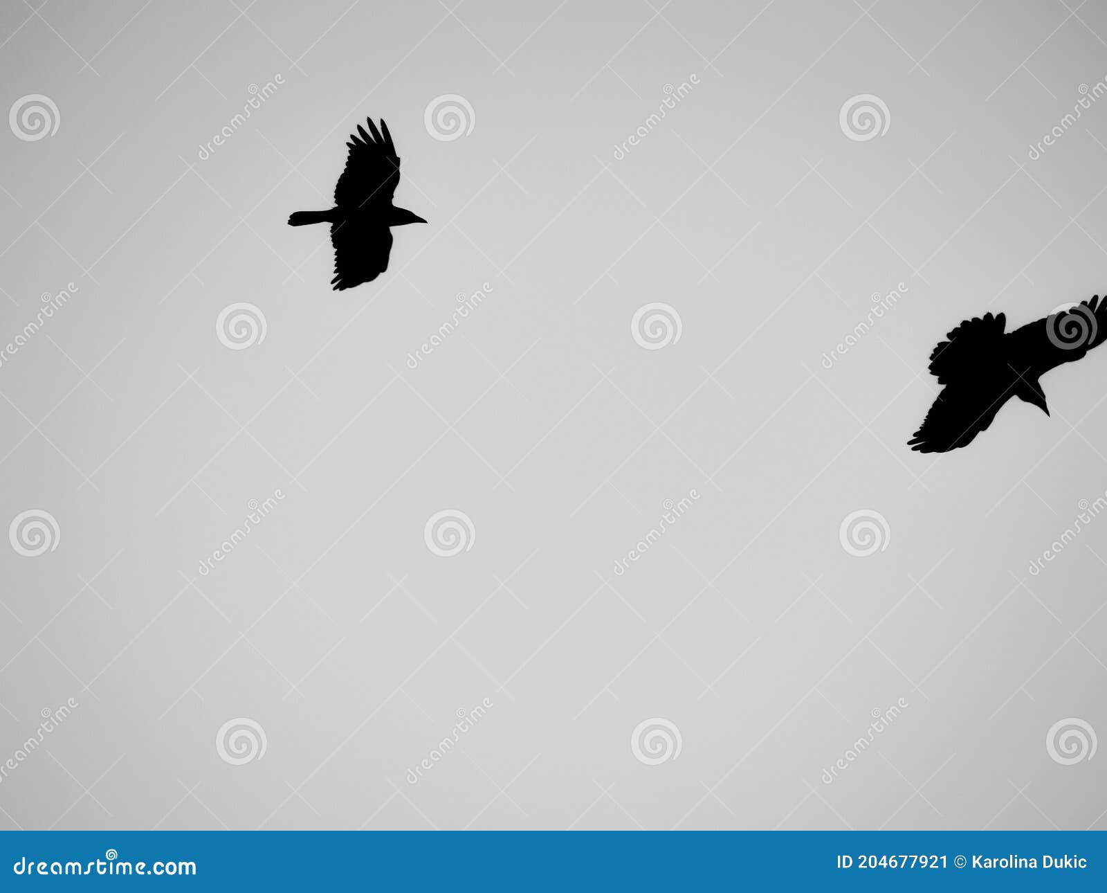 Black Birds Fly Freely in the Sky Stock Image - Image of photograph ...