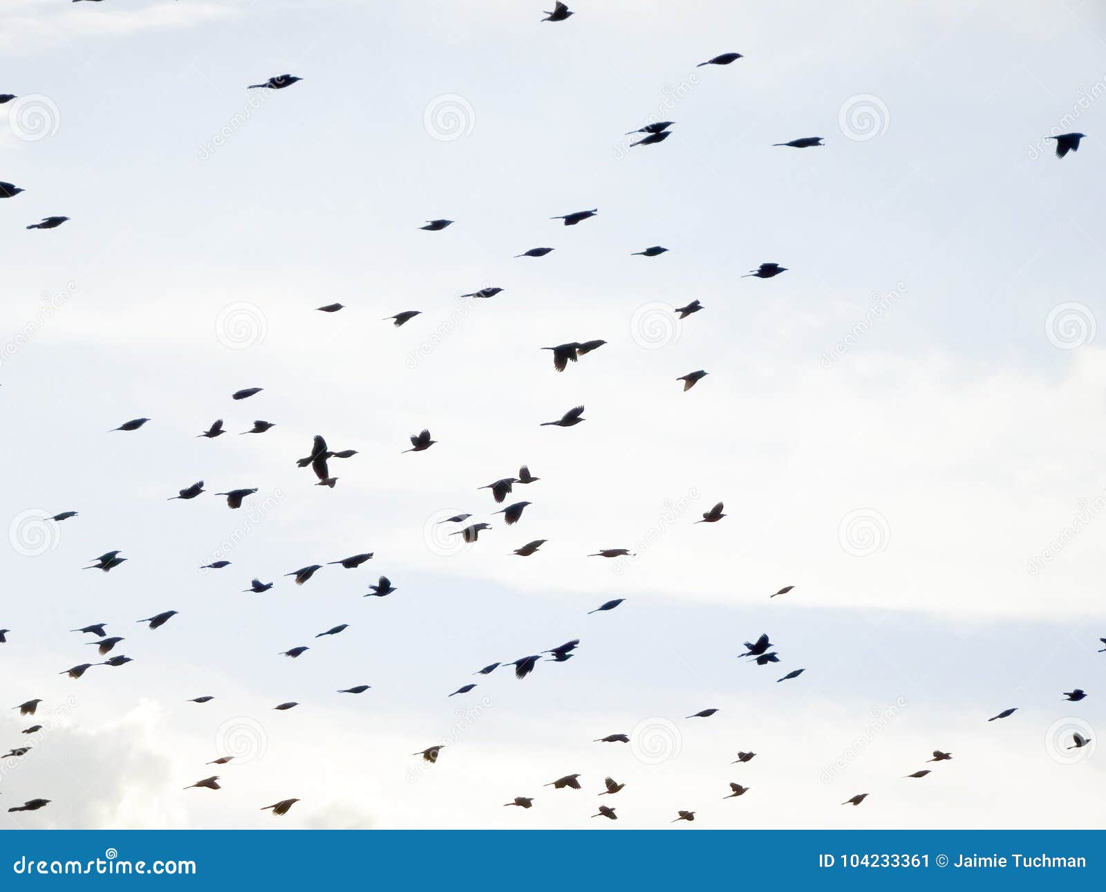 Birds Flying Over a Tree in the Swamps Stock Image - Image of migratory ...