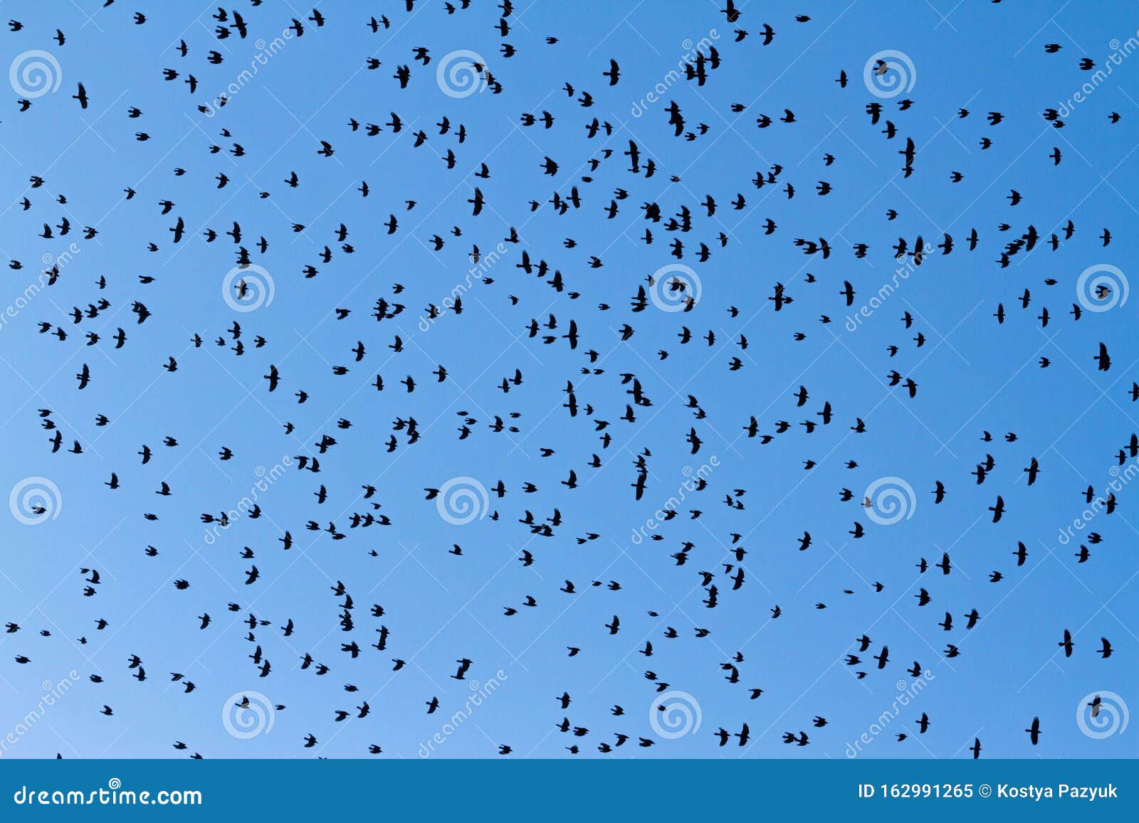Black Birds in a Large Flock Flying in the Blue Sky Stock Image - Image ...