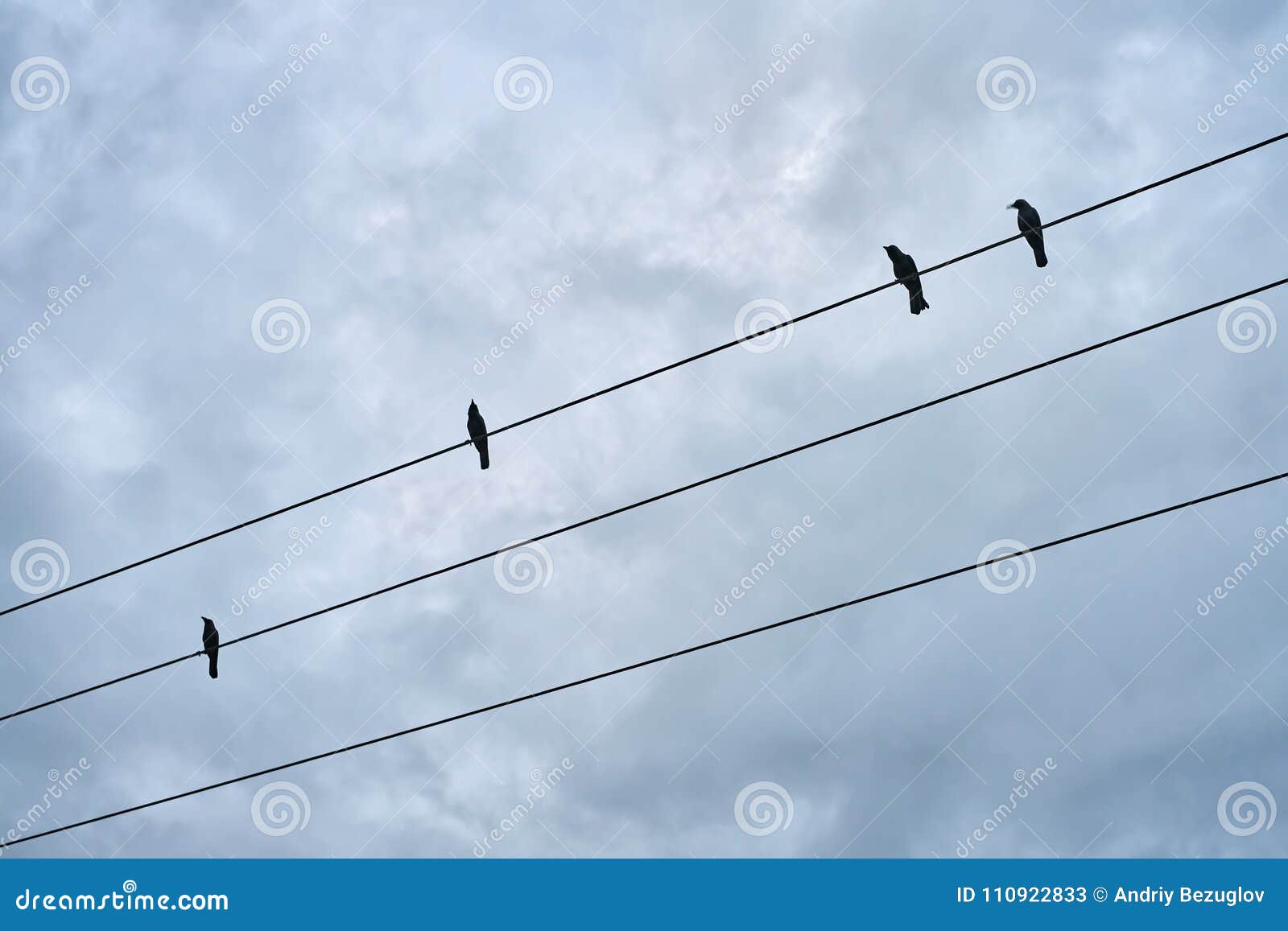 Black Birds Sitting on Electric Cable Stock Image - Image of animal ...