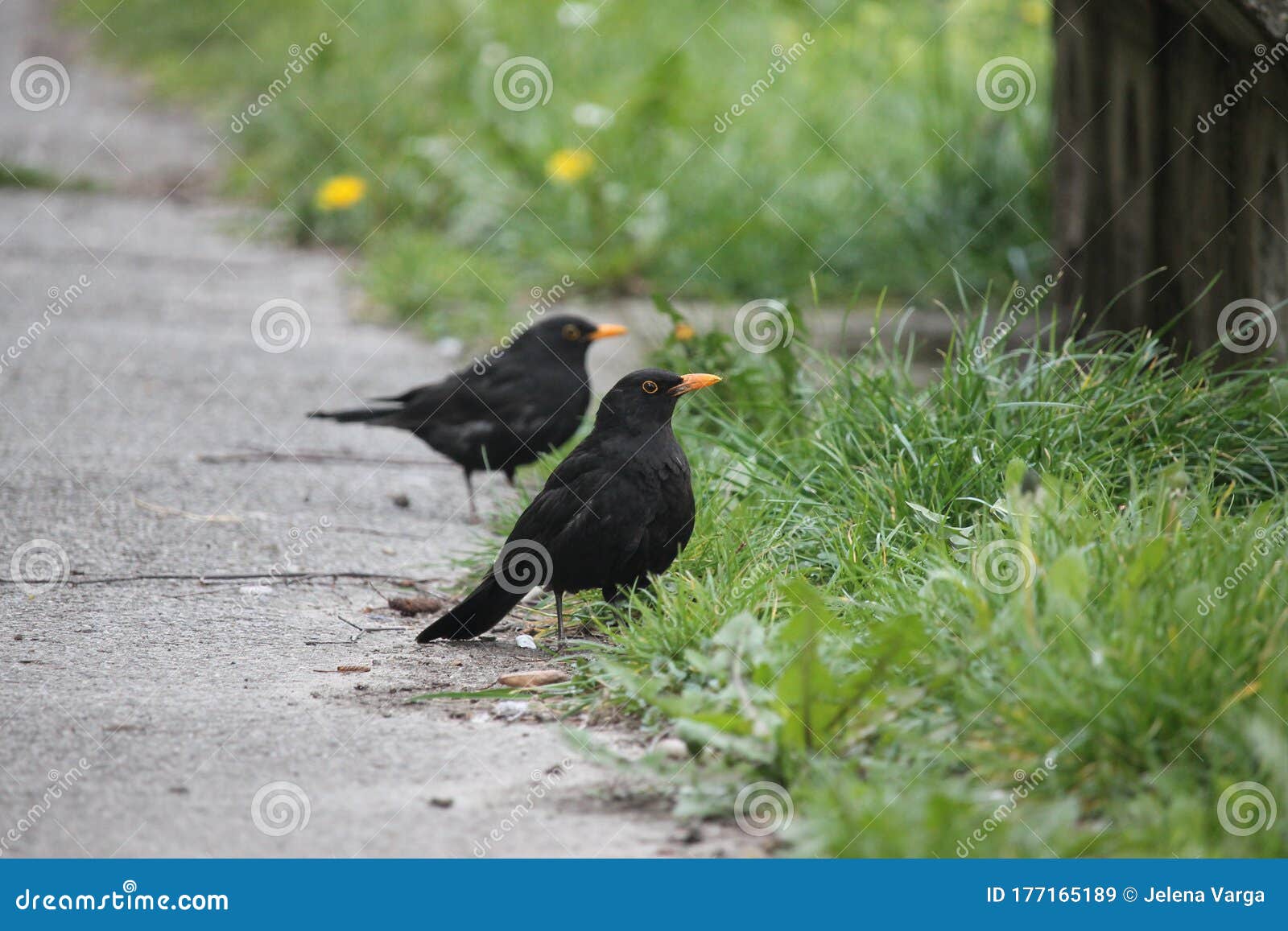 Two black birds stock image. Image of peack, love, couple - 177165189